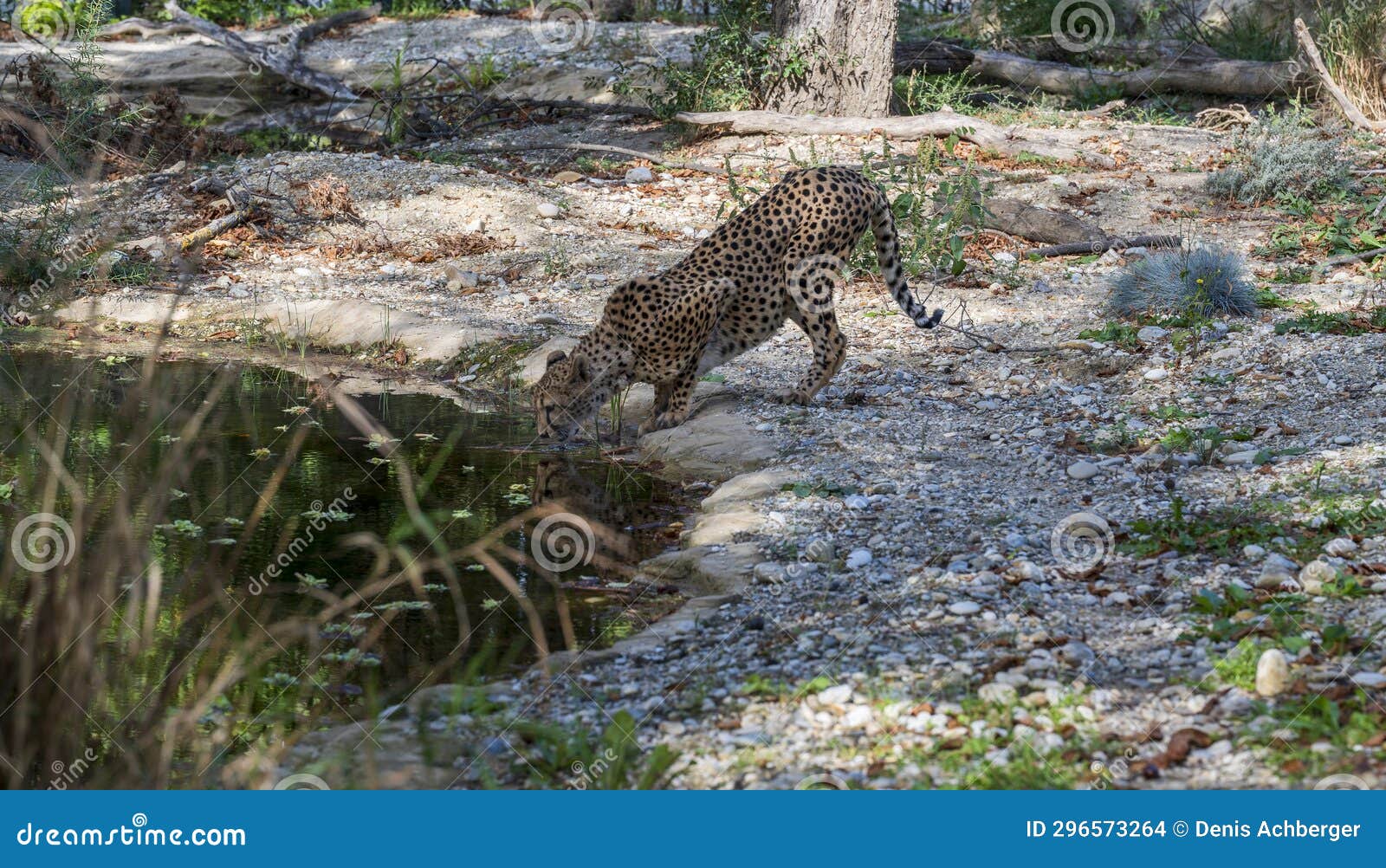 Sudanese Cheetah Drinks Water from a Lake Stock Photo - Image of animal ...