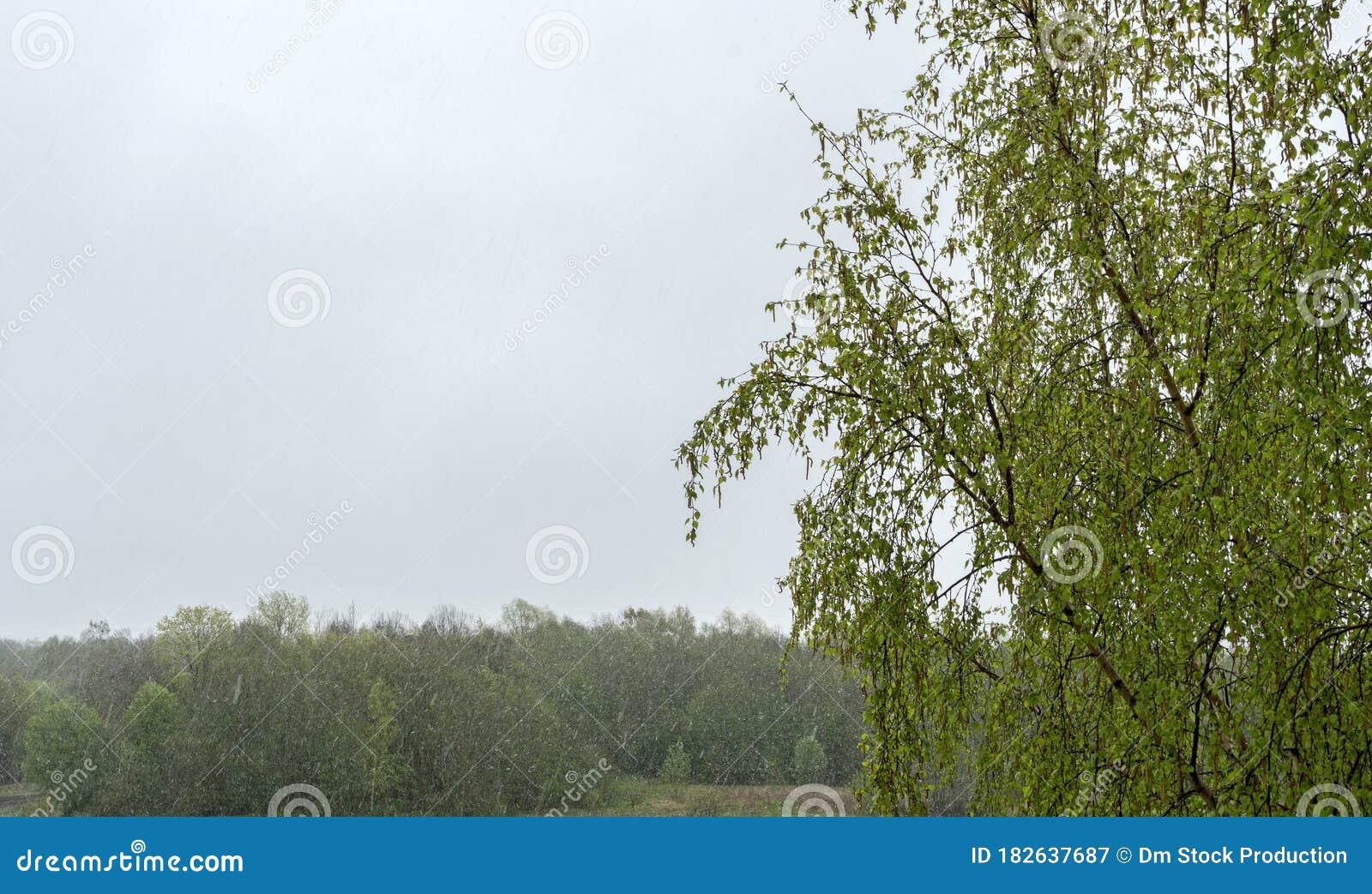 Snowfall in summer. stock image. Image of foliage, green - 182637687
