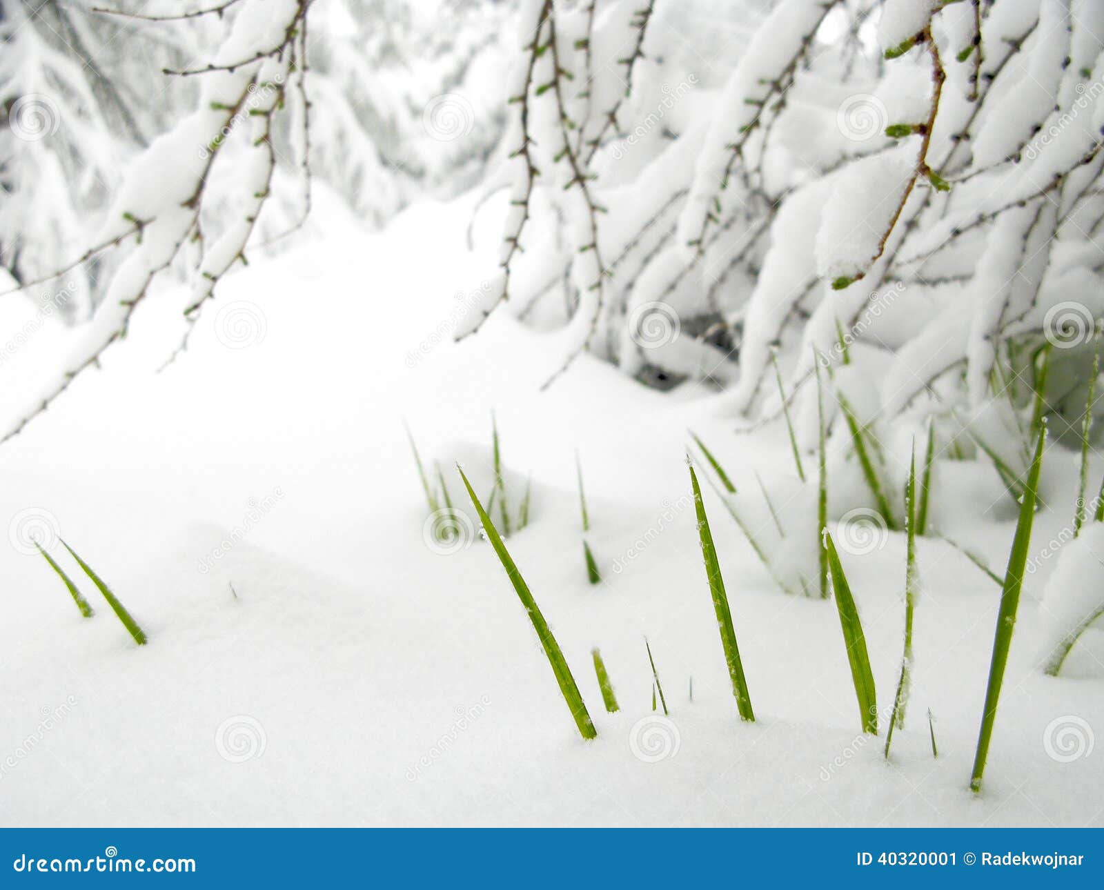 Sudden spring snowfall stock image. Image of climate - 40320001
