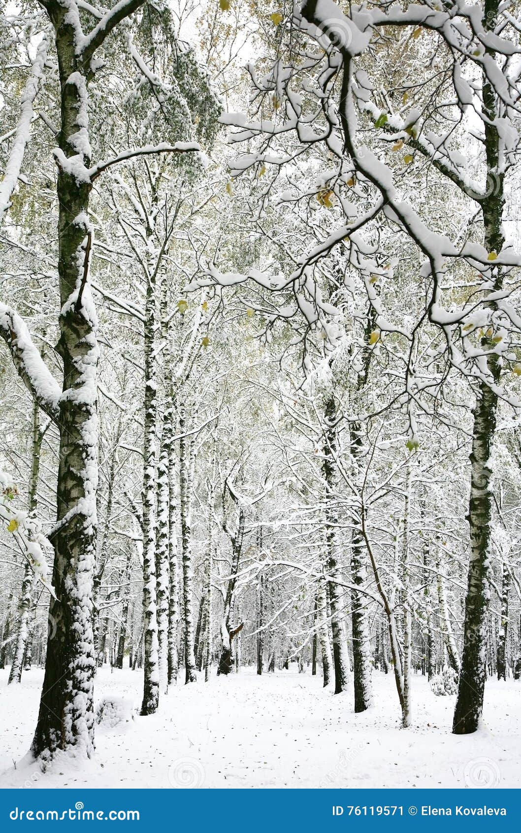 Suddenly Fallen Snow in the Autumn Birch Forest Stock Image - Image of ...