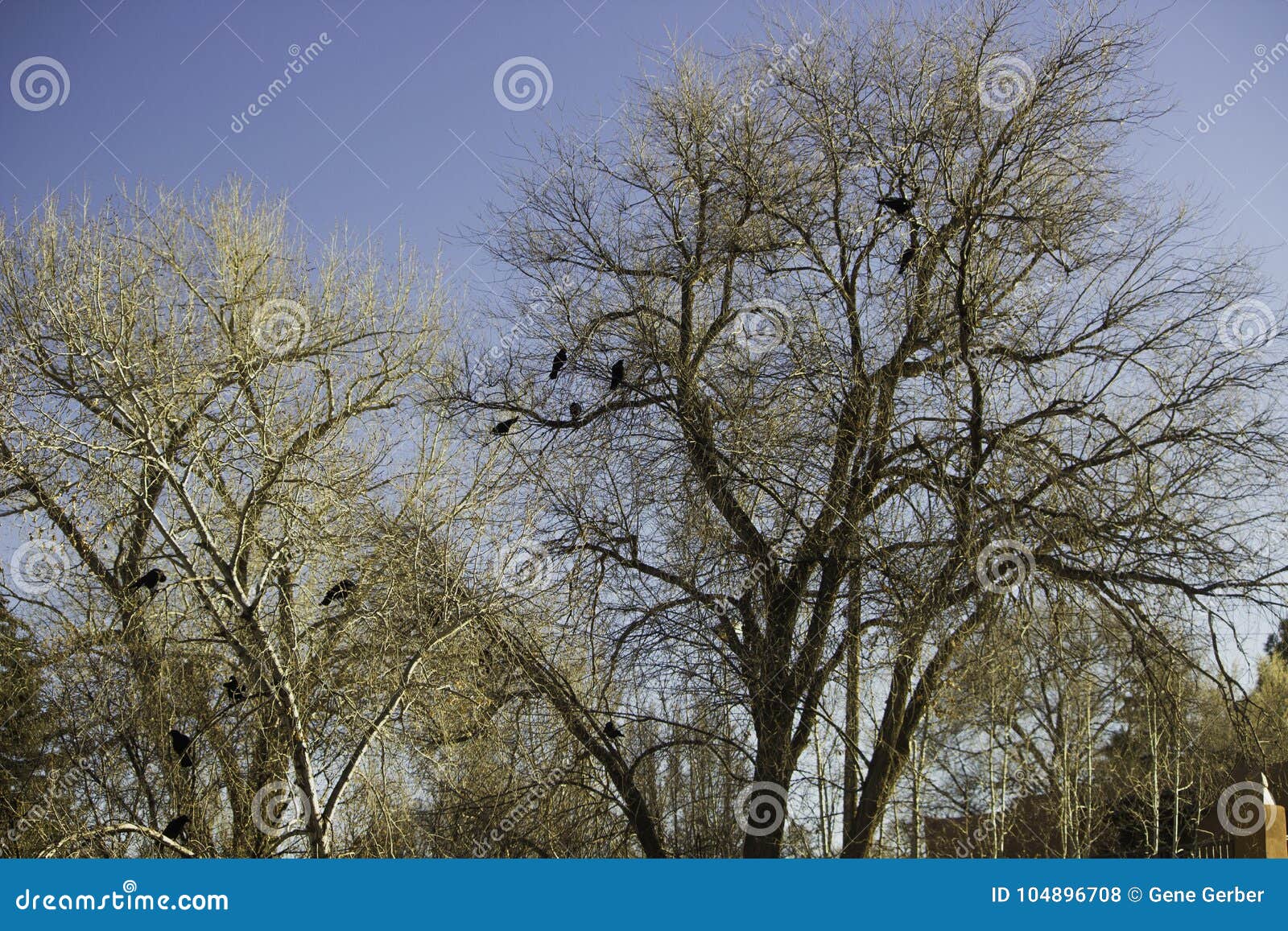 Trees Full of Crows stock photo. Image of blue, trees - 104896708