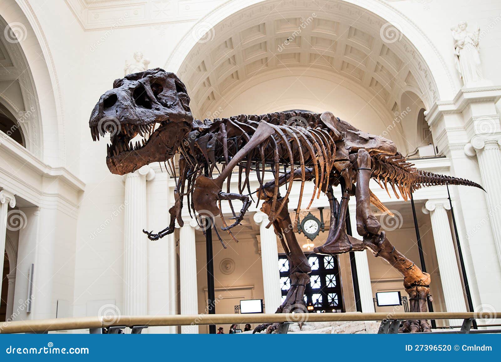 Sue le T-Rex image éditorial. Image du poursuivez, trame - 27396520