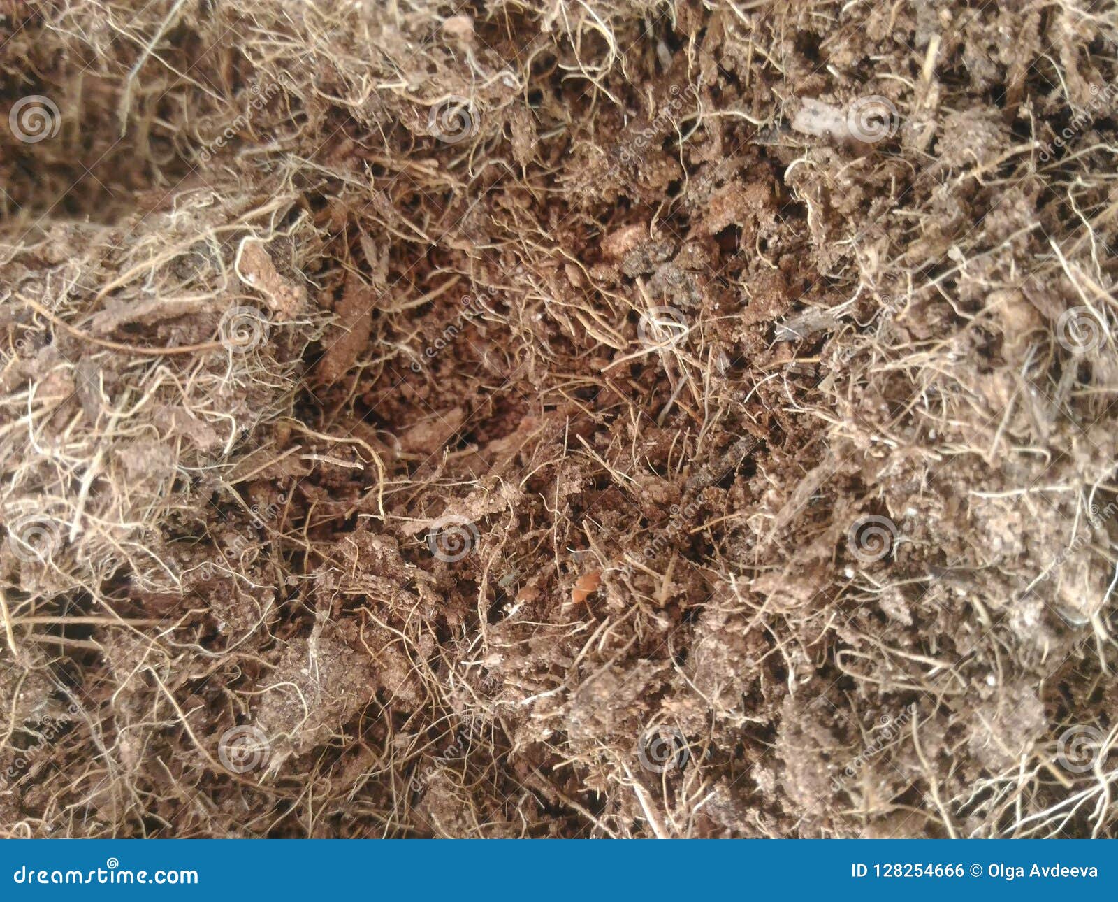 Suelo Del Coco Coco Presionado Tierra Foto de archivo - Imagen de suelo ...