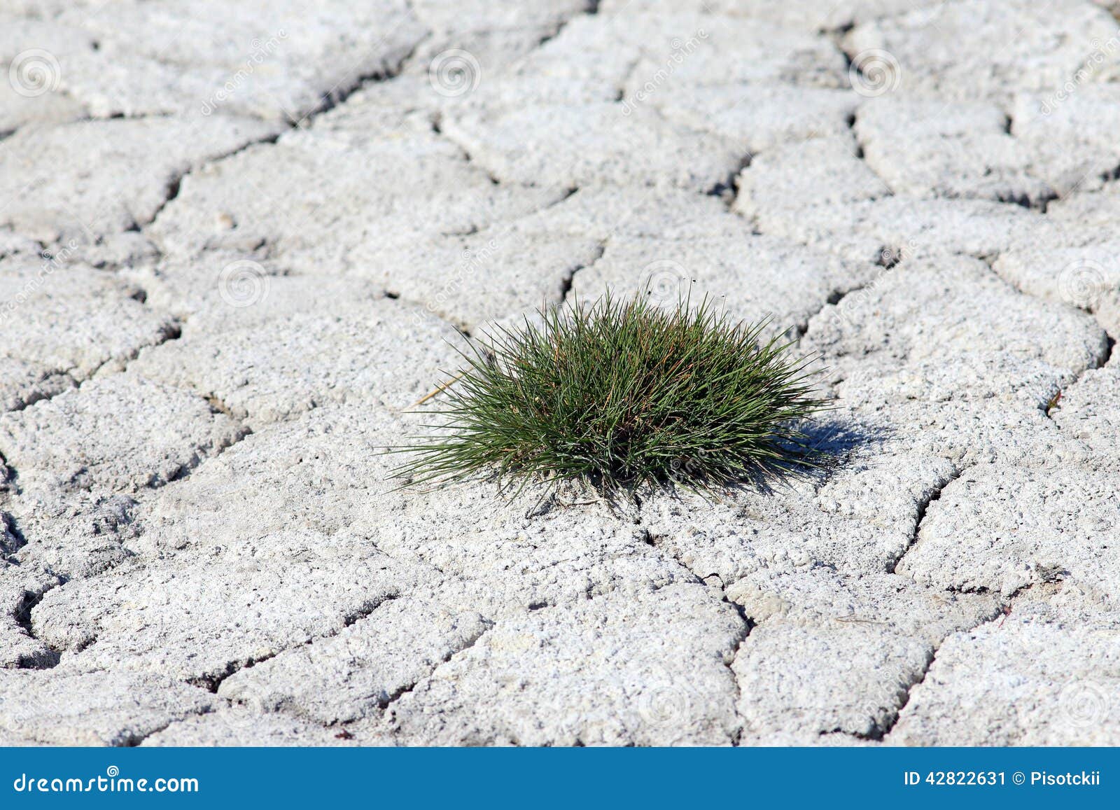 Suelo salino imagen de archivo. Imagen de travieso, terreno - 42822631