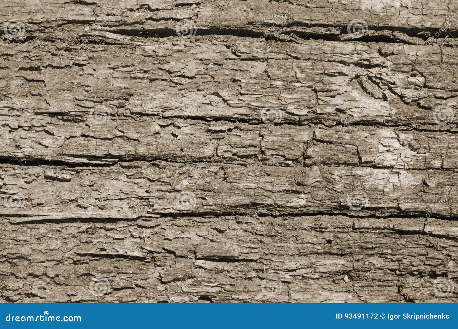 Suelte La Textura De La Madera Putrefacta Foto de archivo - Imagen de ...