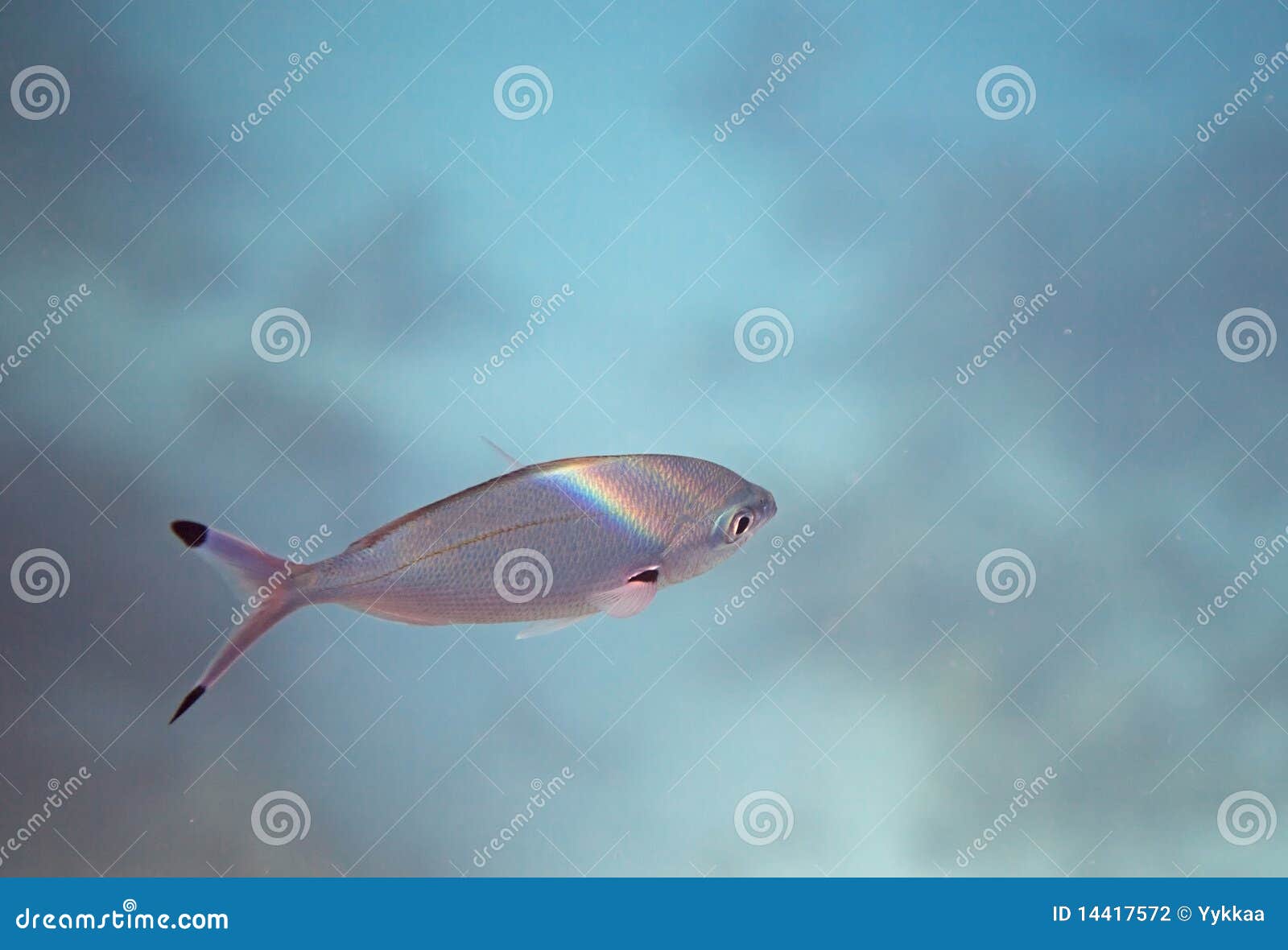 Suez mais fusilier foto de stock. Imagem de fauna, vermelho - 14417572