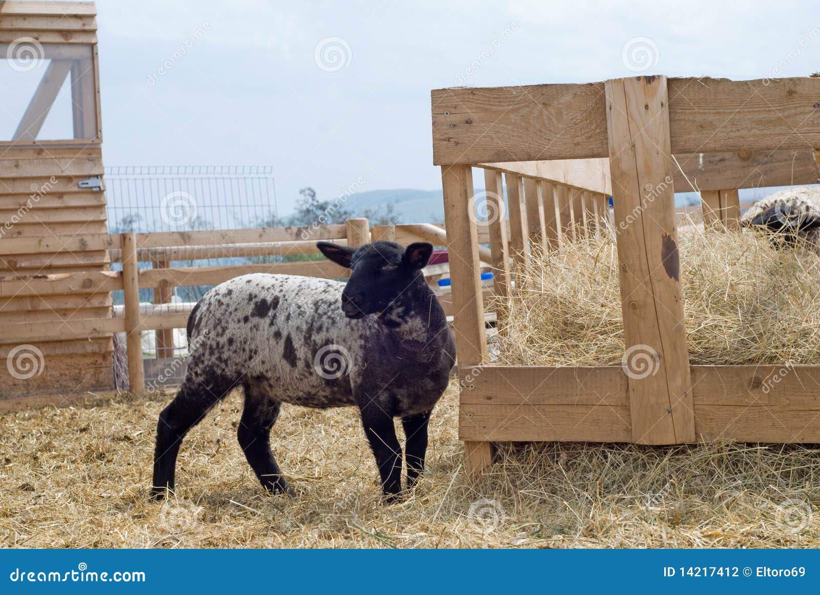 Suffolk baby sheep stock photo. Image of agriculture - 14217412