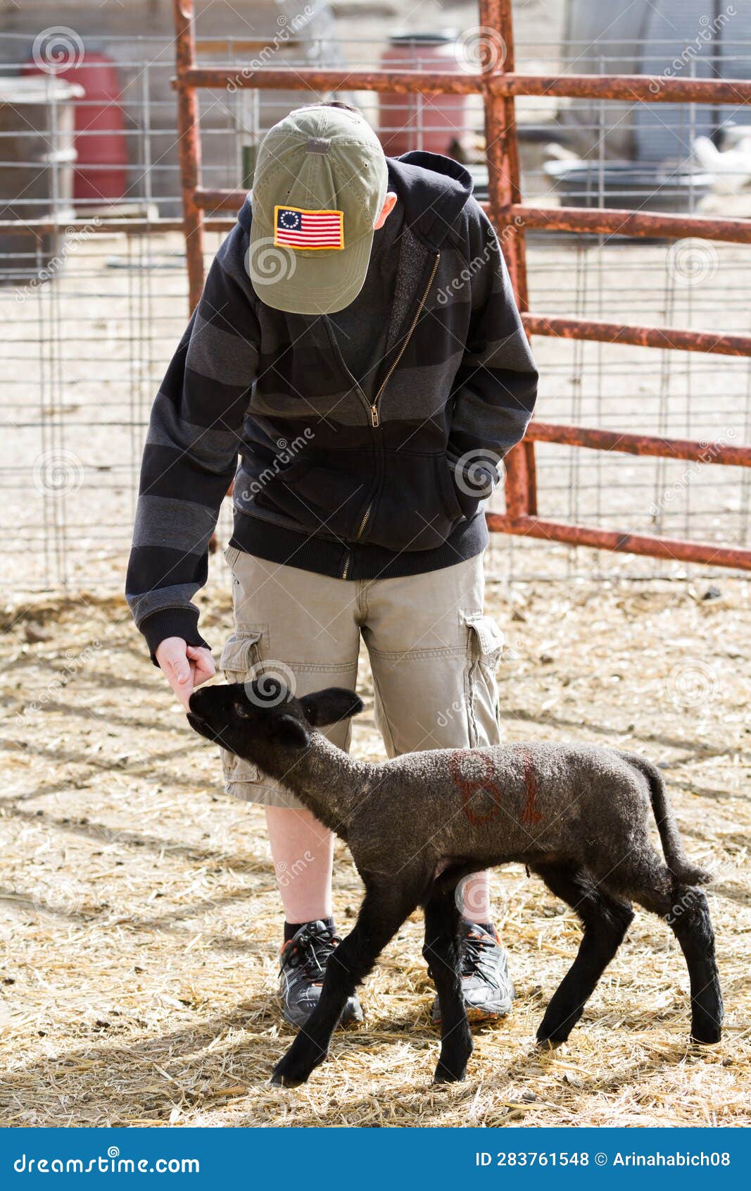Baby lambs editorial stock photo. Image of petting, america - 283761548