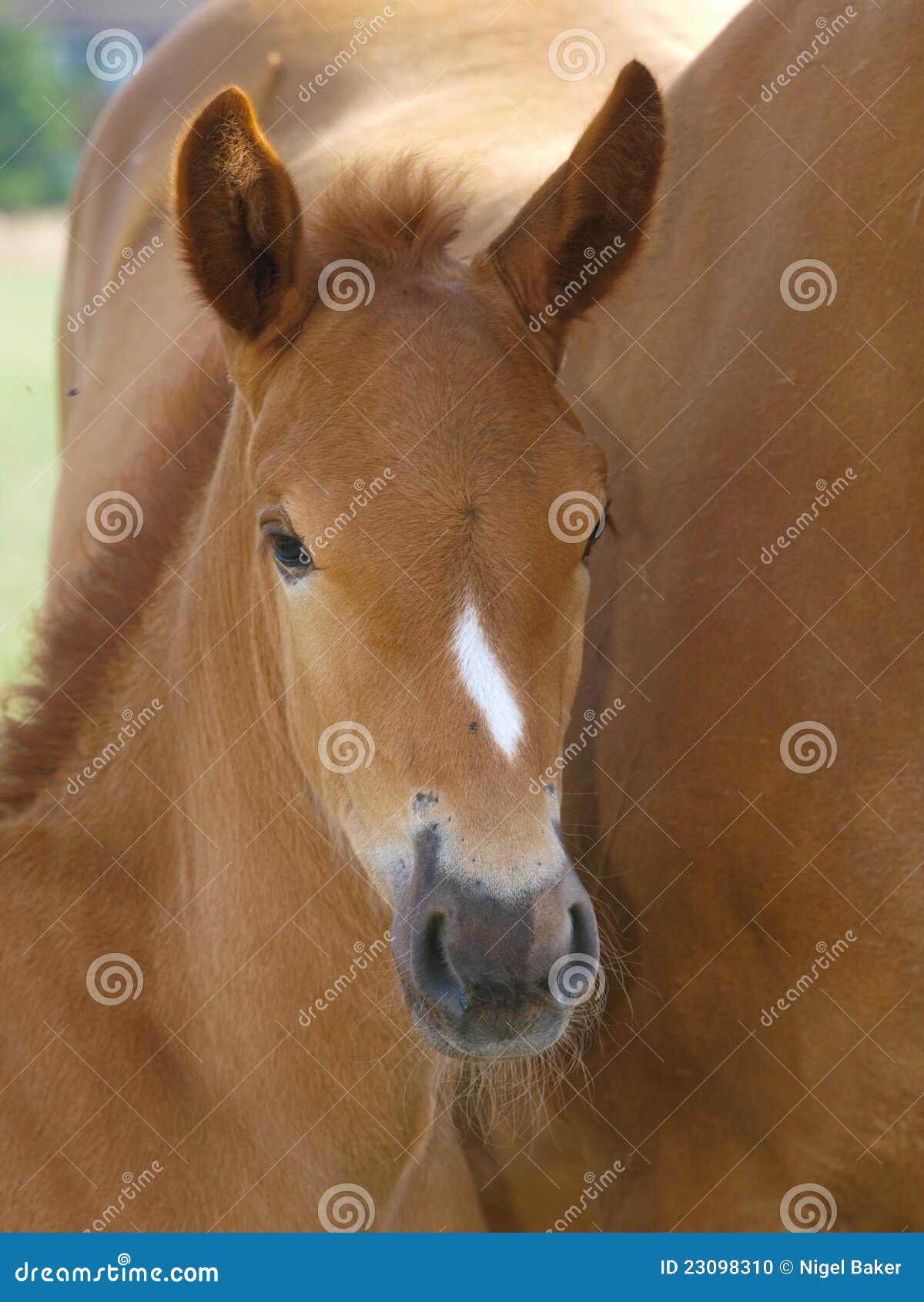 Suffolk Punch Foal stock photo. Image of colt, breed - 23098310