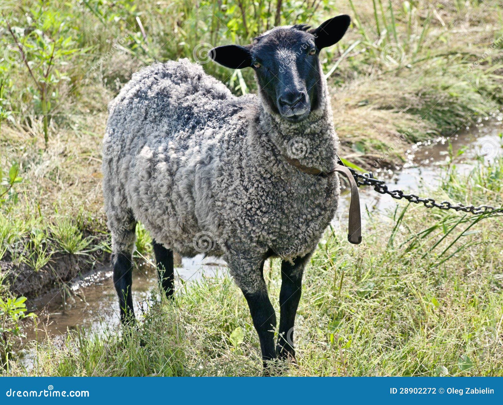 Suffolk sheep stock photo. Image of farming, furry, cattle - 28902272
