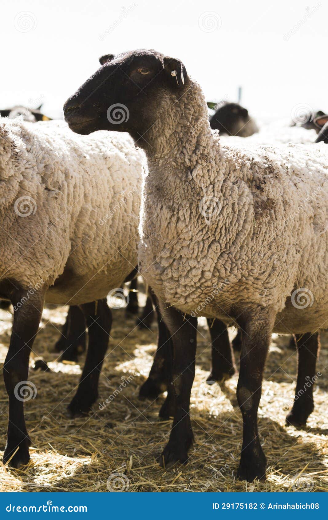 Suffolk Sheep stock photo. Image of animals, mammal, wool - 29175182