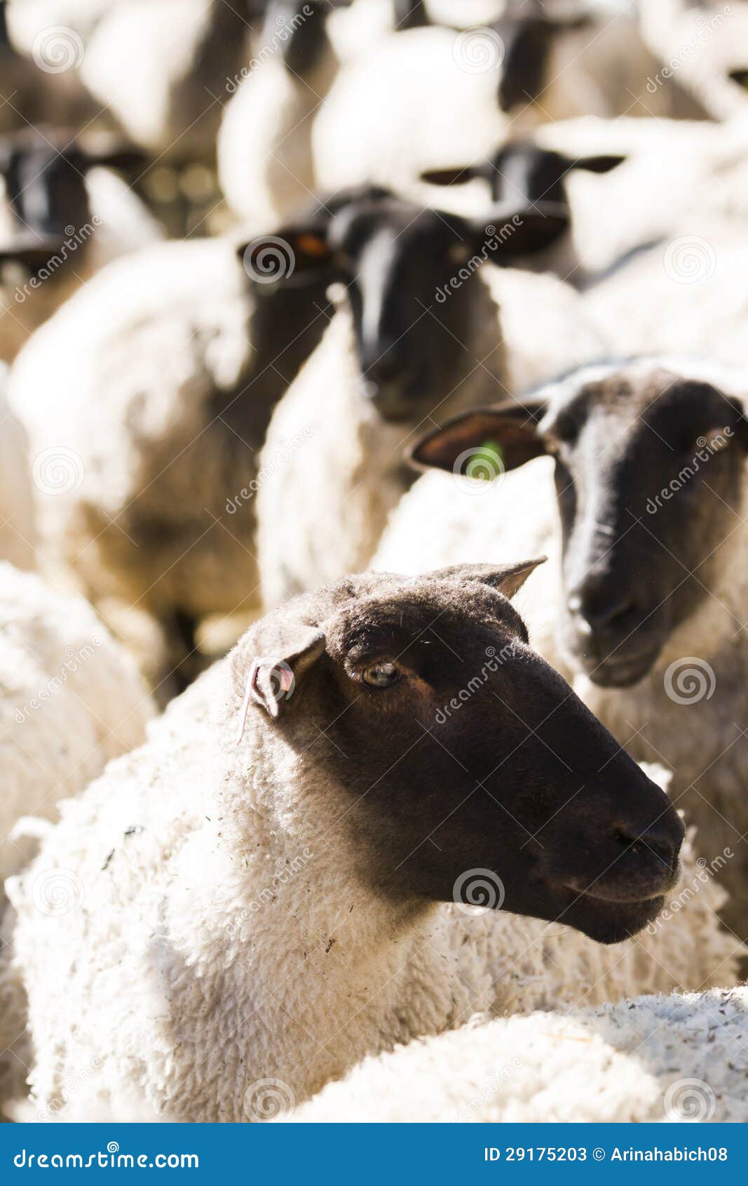 Suffolk Sheep stock image. Image of nature, farm, suffolk - 29175203