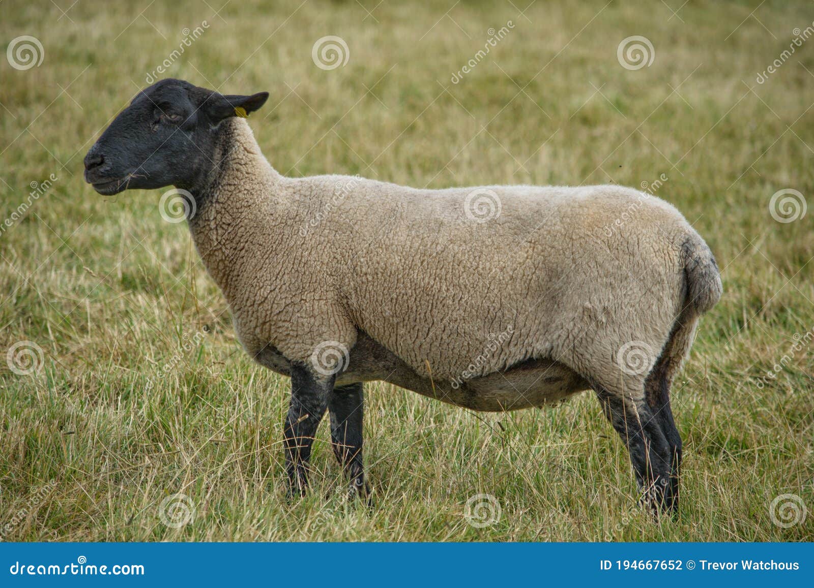 Suffolk Sheep Ewe stock photo. Image of grassland, grazing - 194667652