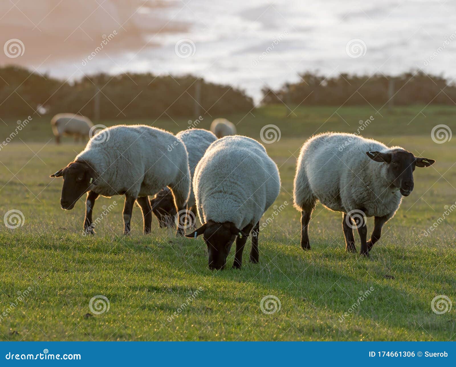 Suffolk Sheep Ewes at Sunrise Stock Photo - Image of farming, south ...