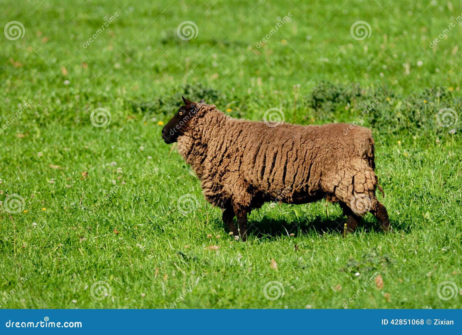 Suffolk Sheep stock photo. Image of wool, body, black - 42851068