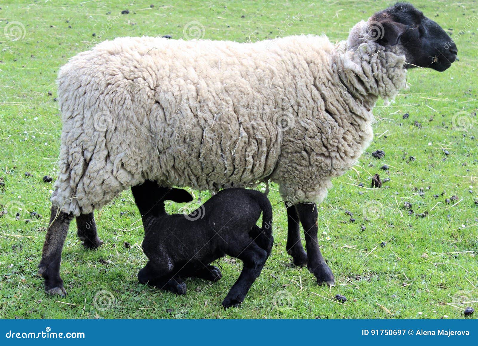 Suffolk Sheep Feeding the Lamb Stock Image - Image of black, pasture ...