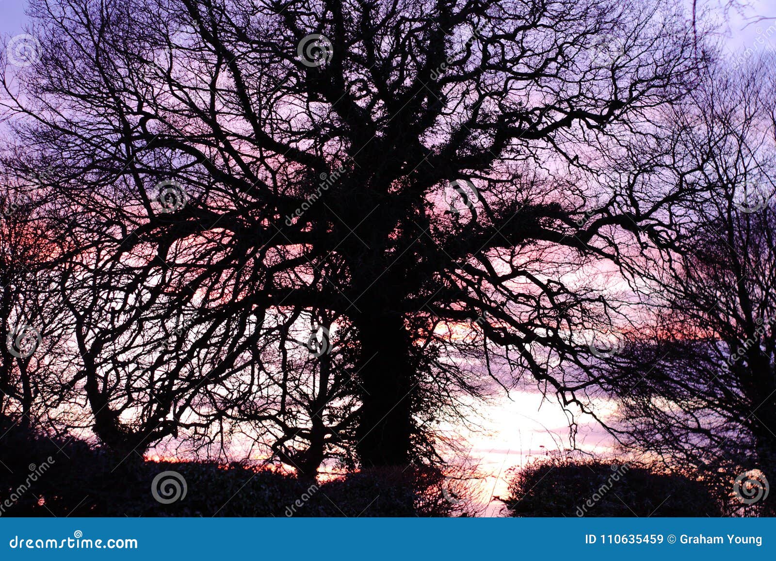 Suffolk tree silouette stock image. Image of suffolk - 110635459