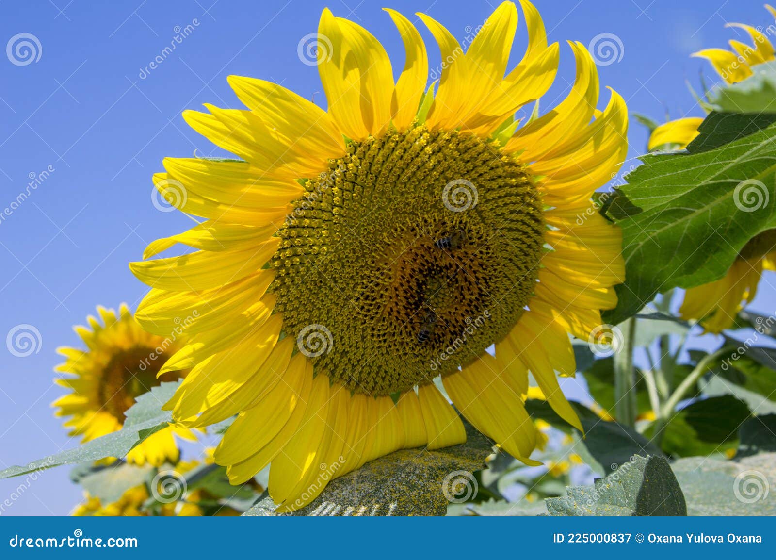 Suflower on the Blue Sky Background Stock Image - Image of background ...