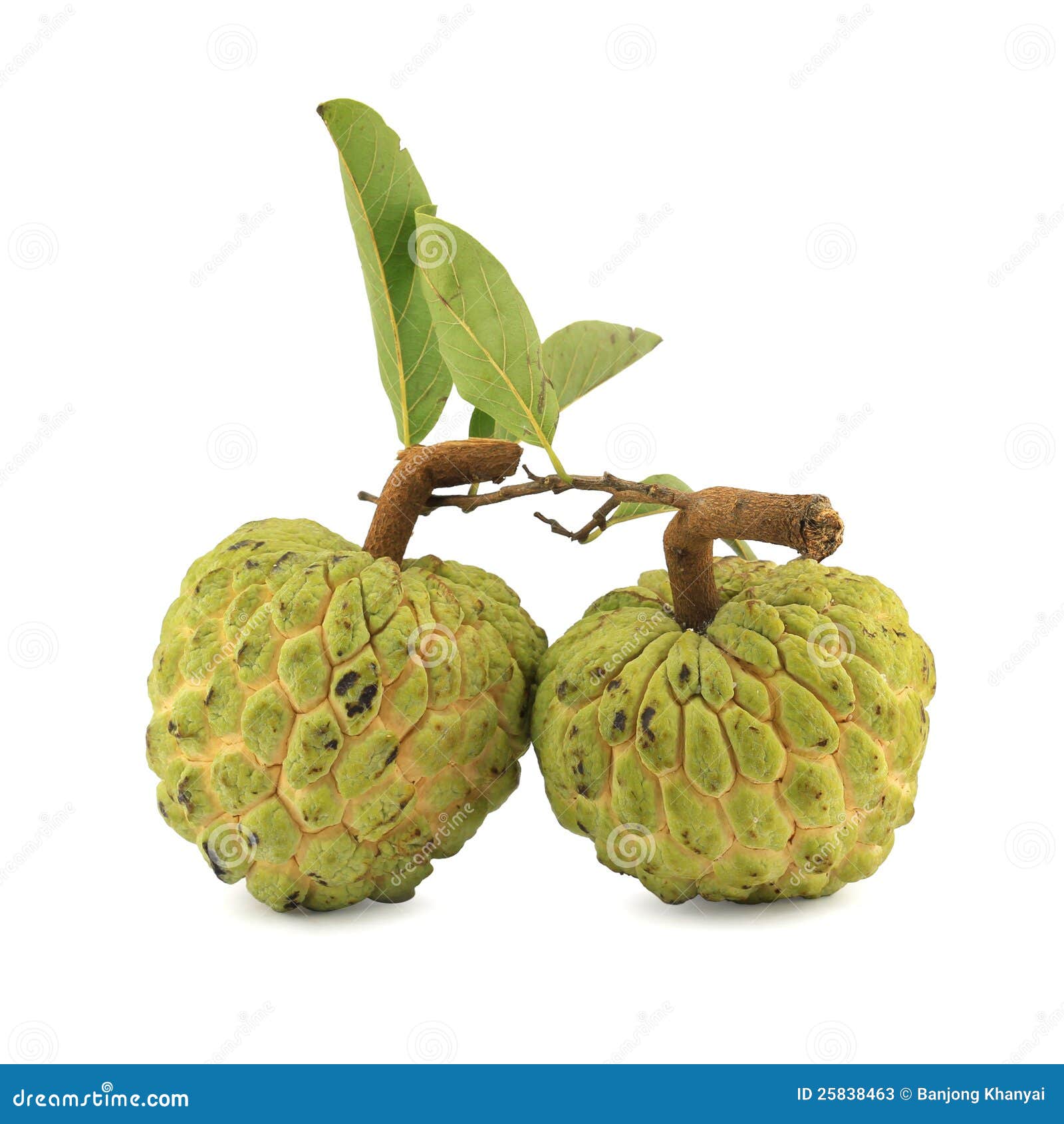 Sugar-apple - JungleKey.in Image