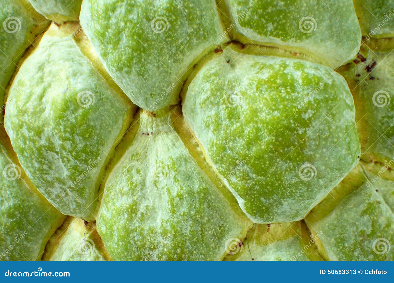 Sugar apple close up stock image. Image of sugar, asia - 50683313