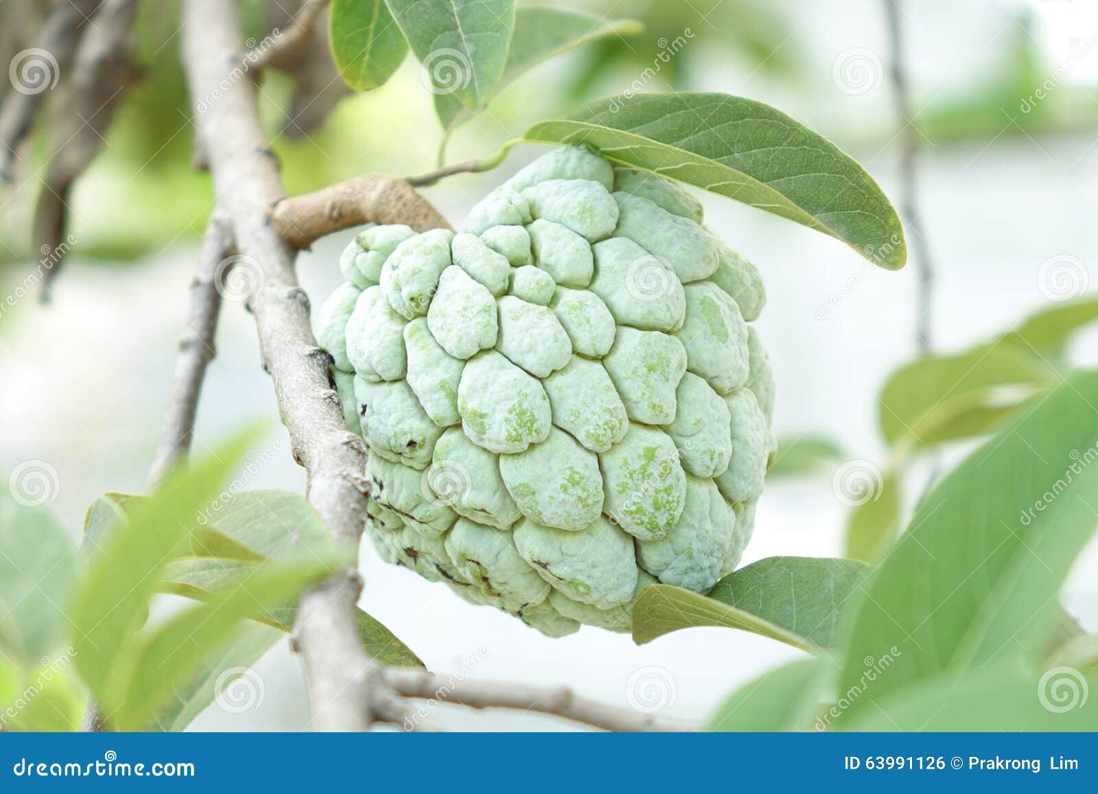 Sugar Apple (corossol, Annona, Pomme Cannelle) Photo stock - Image du ...