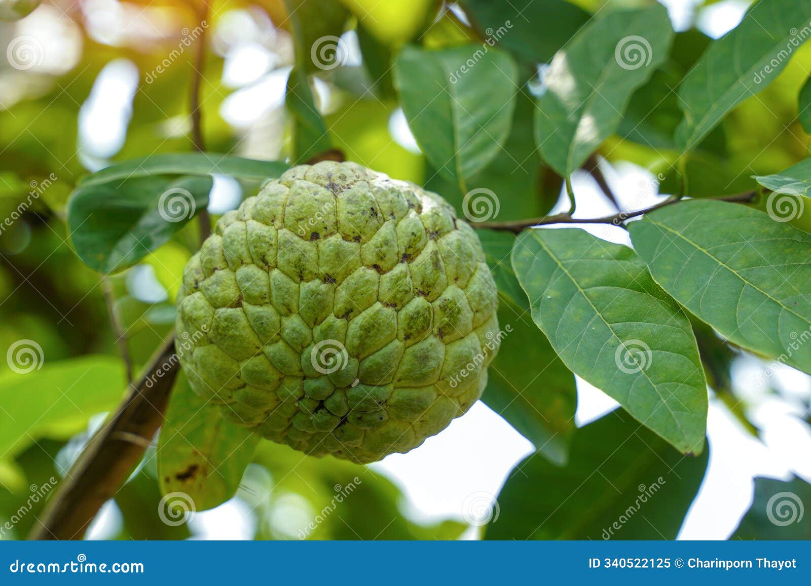 Sugar Apple is a Fruit that Has Rather Round Clusters of Fruit. Stock ...