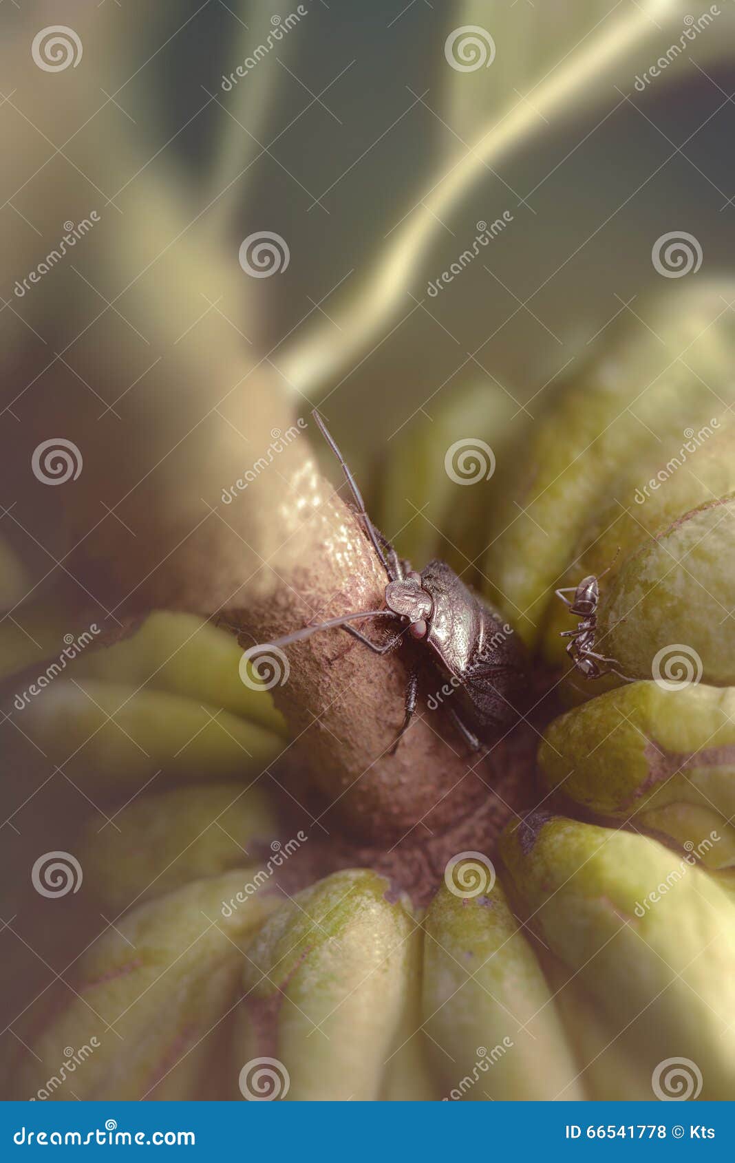 Sugar Apple stock photo. Image of branch, tree, leaf - 66541778