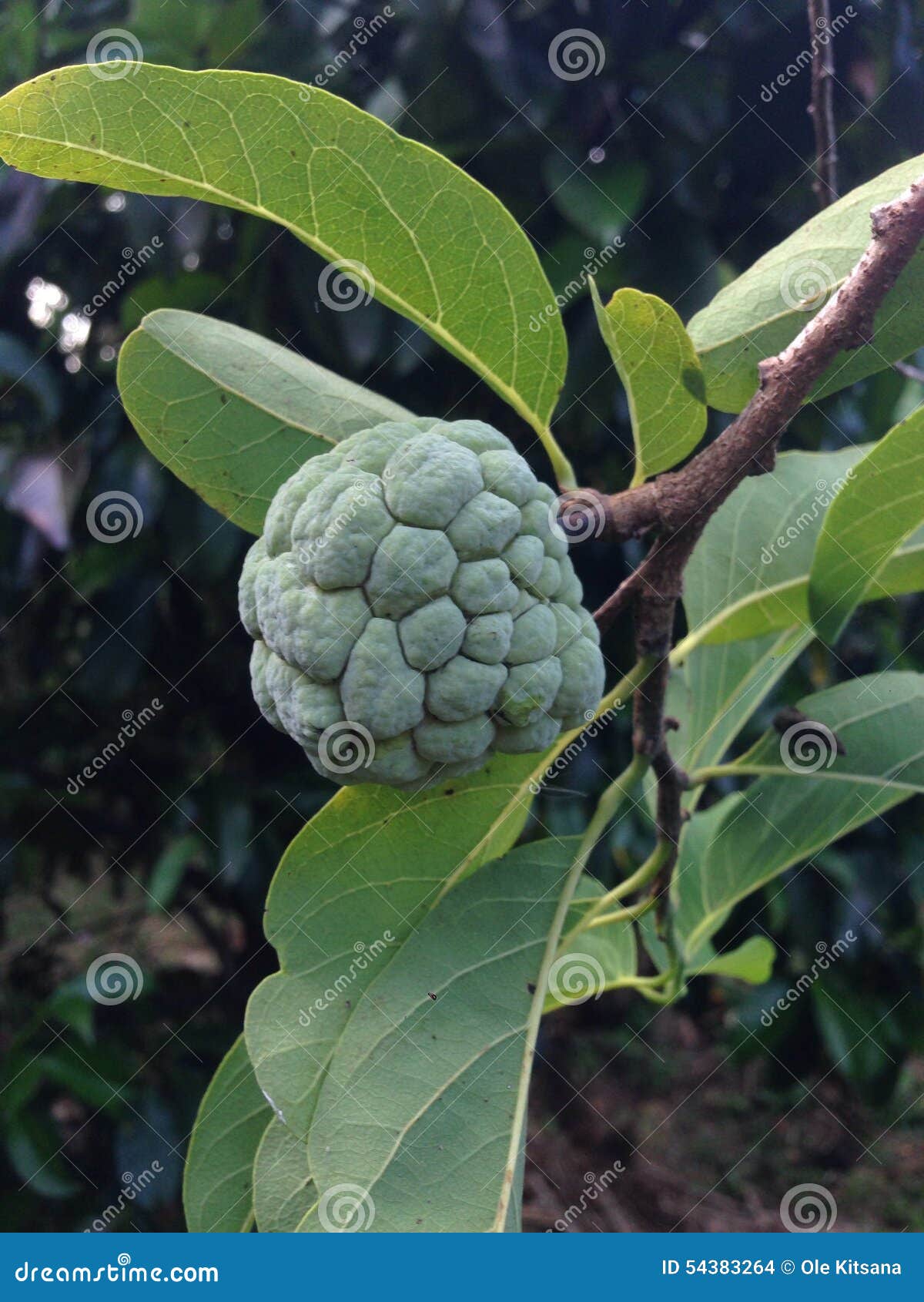 Sugar apple stock photo. Image of young, dilicious, fruit - 54383264