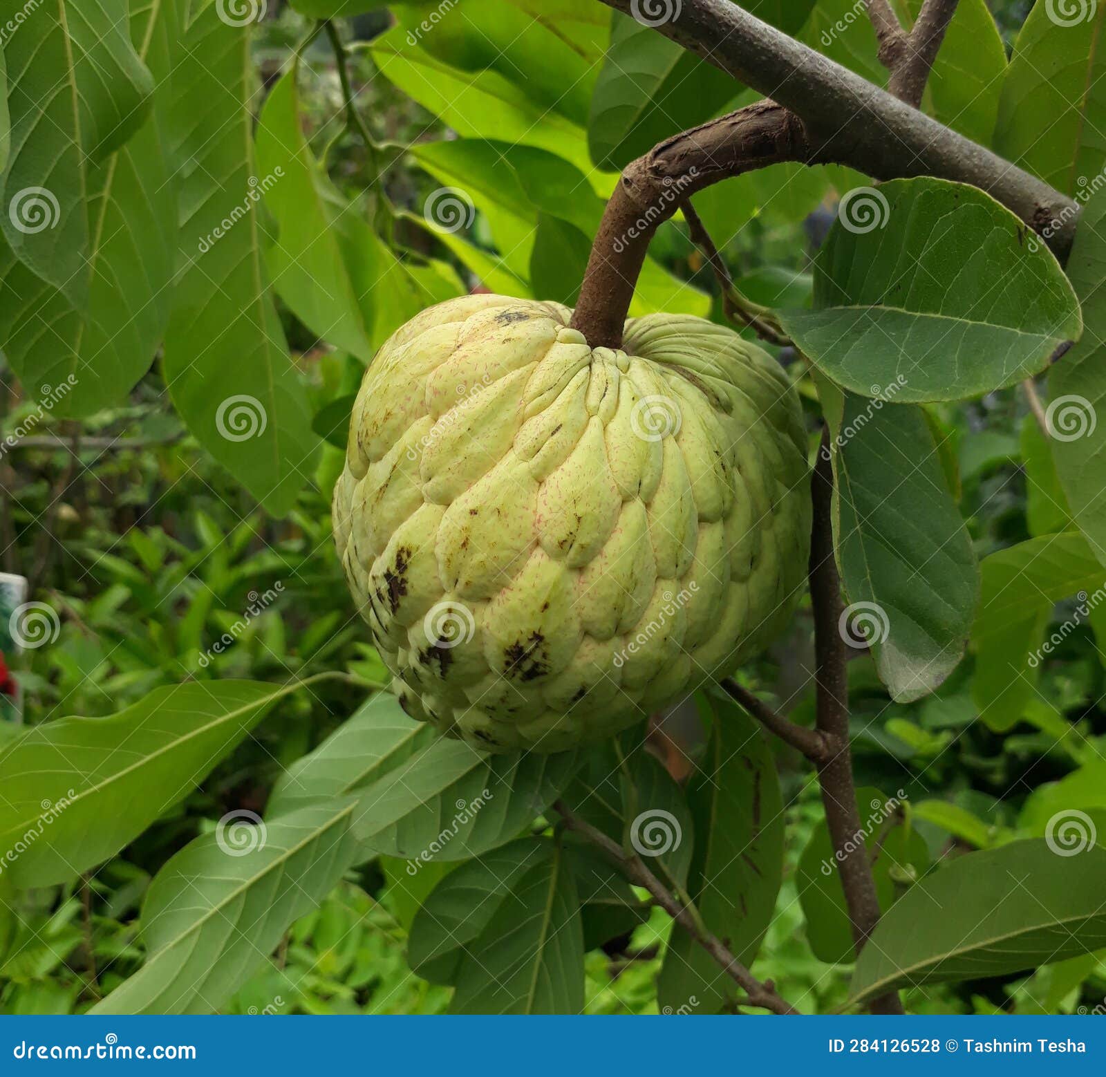The Sugar Apple or Sweetsop is the Edible Fruit of Annona Squamosa ...