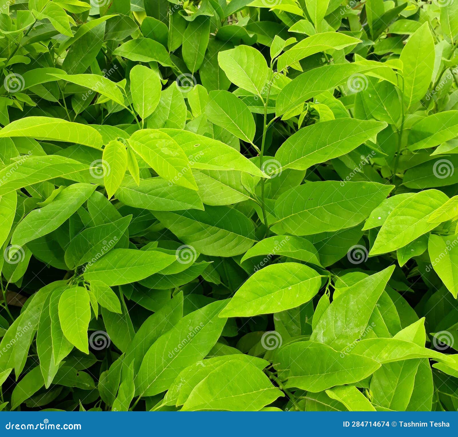 The Sugar Apple Tree, Also Known As the Annona Squamosal , is a Unique ...