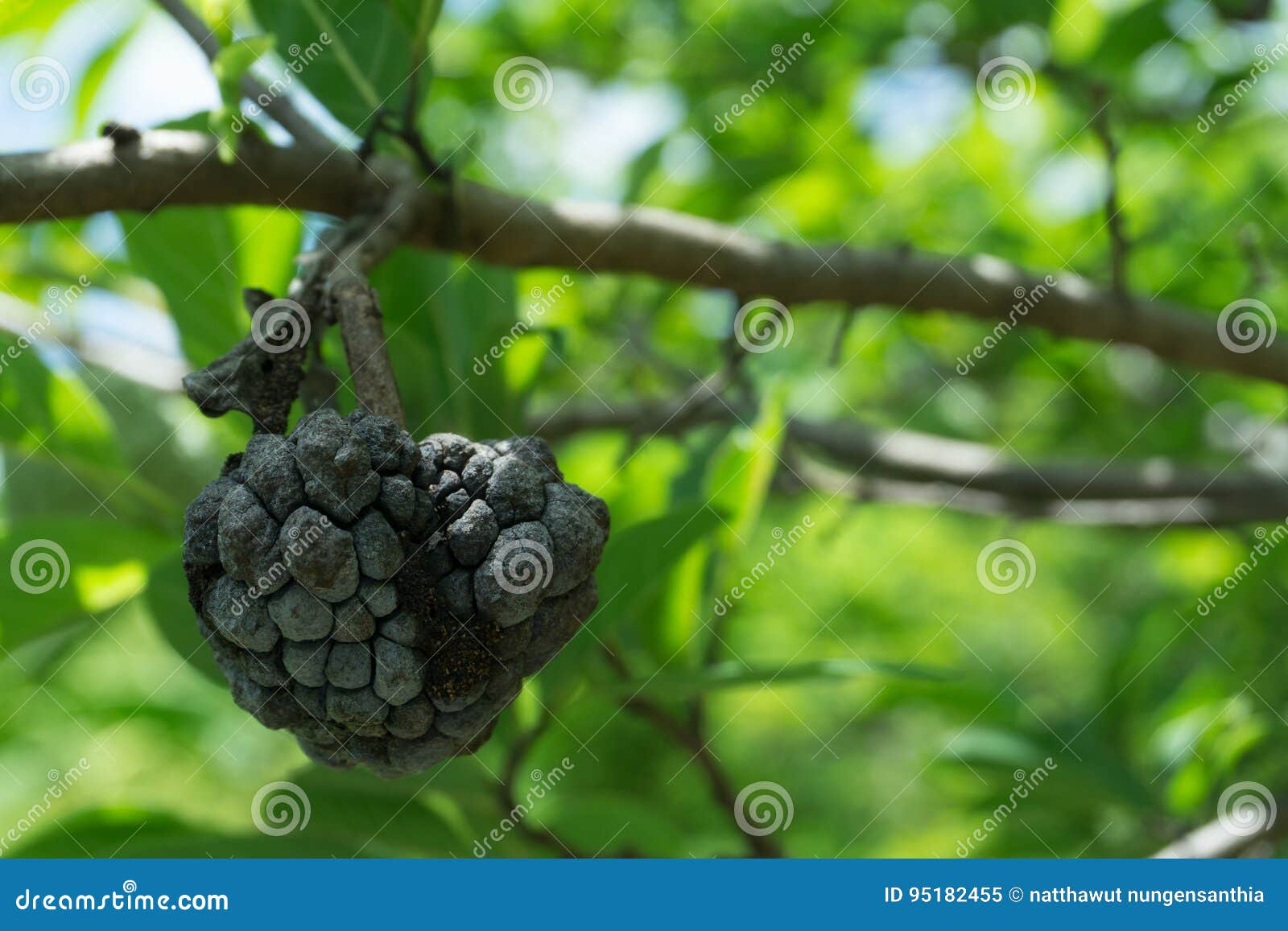 Sugar Apple on Tree,Fungus, Rot, Waste Stock Image - Image of tropical ...