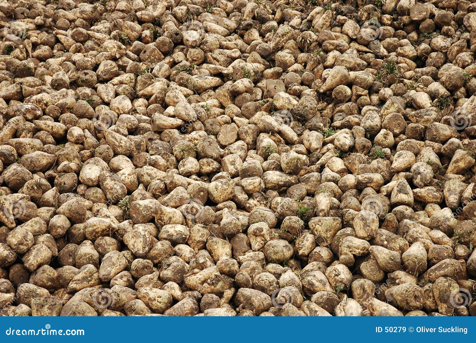 Sugar beet stock image. Image of natural, brown, crop, beet - 50279