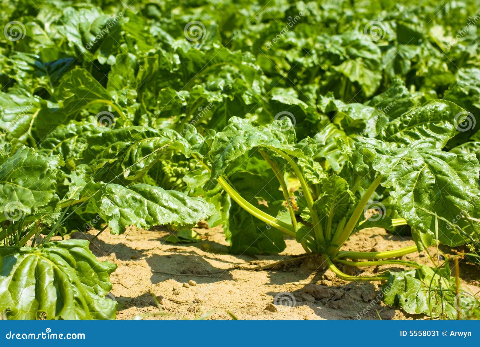 Sugar-beet stock image. Image of brown, farming, plants - 5558031