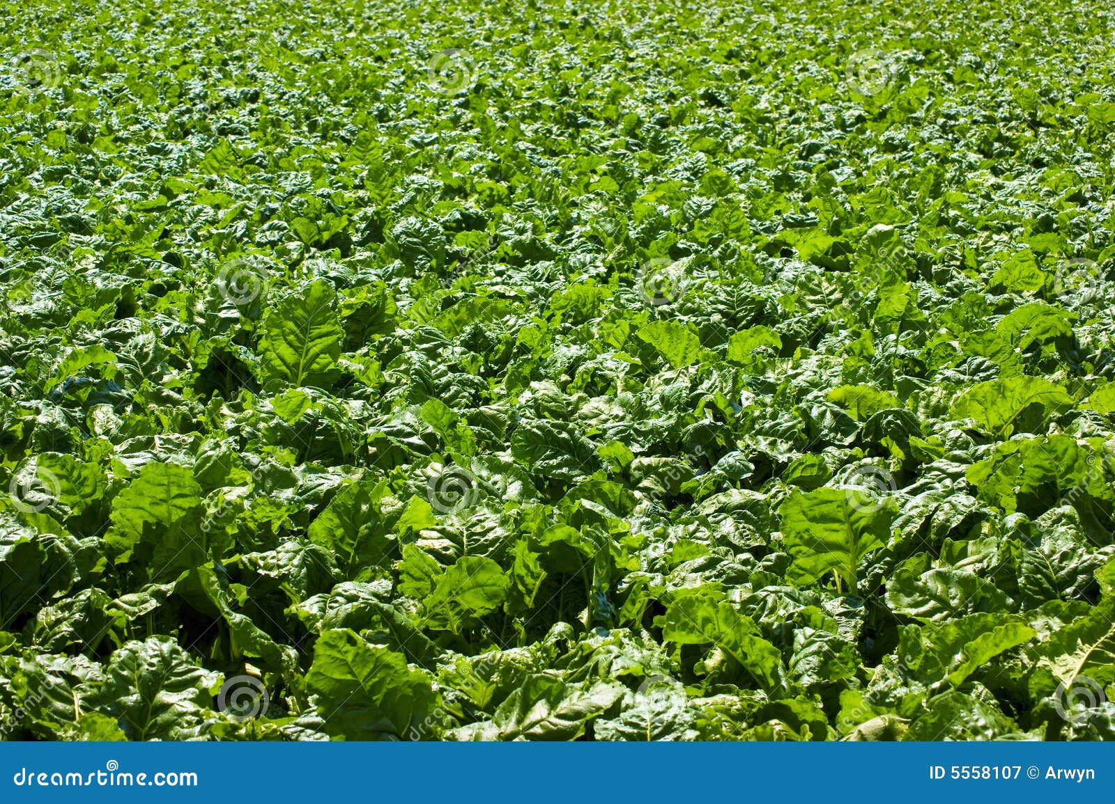 Sugar-beet stock image. Image of brown, green, farming - 5558107