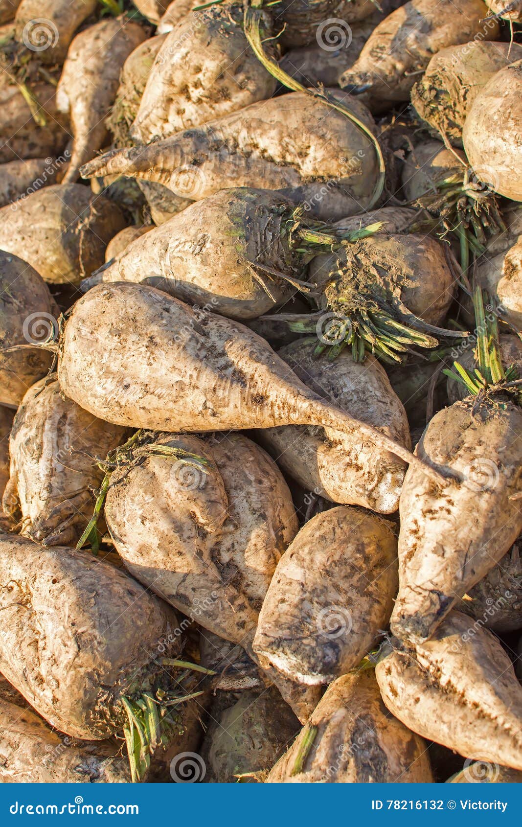 Sugar Beet Background. Pile of Sugar Beet. Stock Photo - Image of brown ...