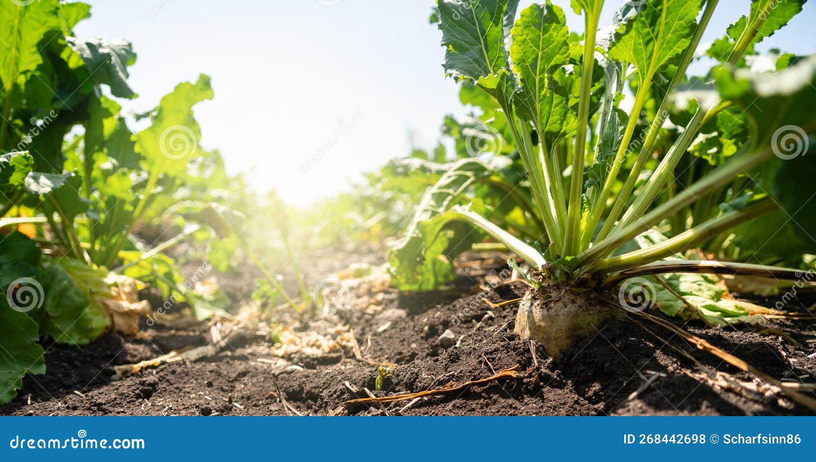 Sugar beet close up stock photo. Image of summer, healthy - 268442698