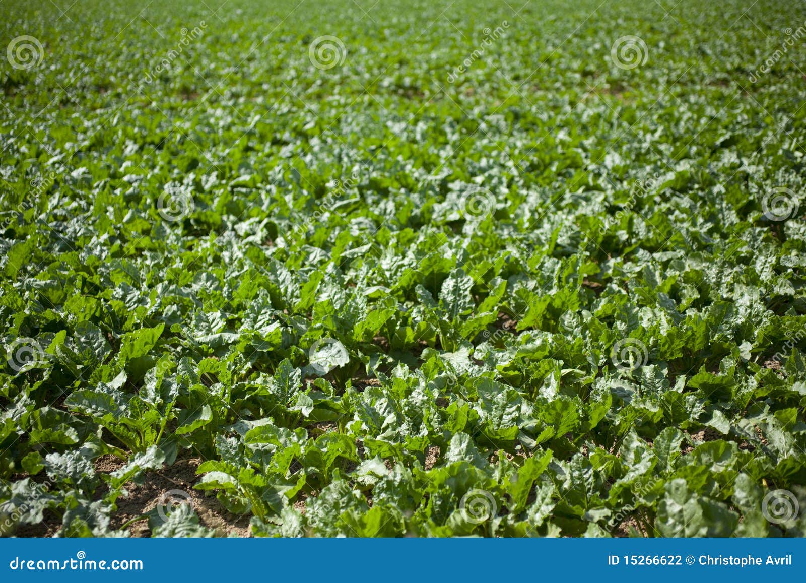 Sugar Beet Crop stock photo. Image of business, productive - 15266622