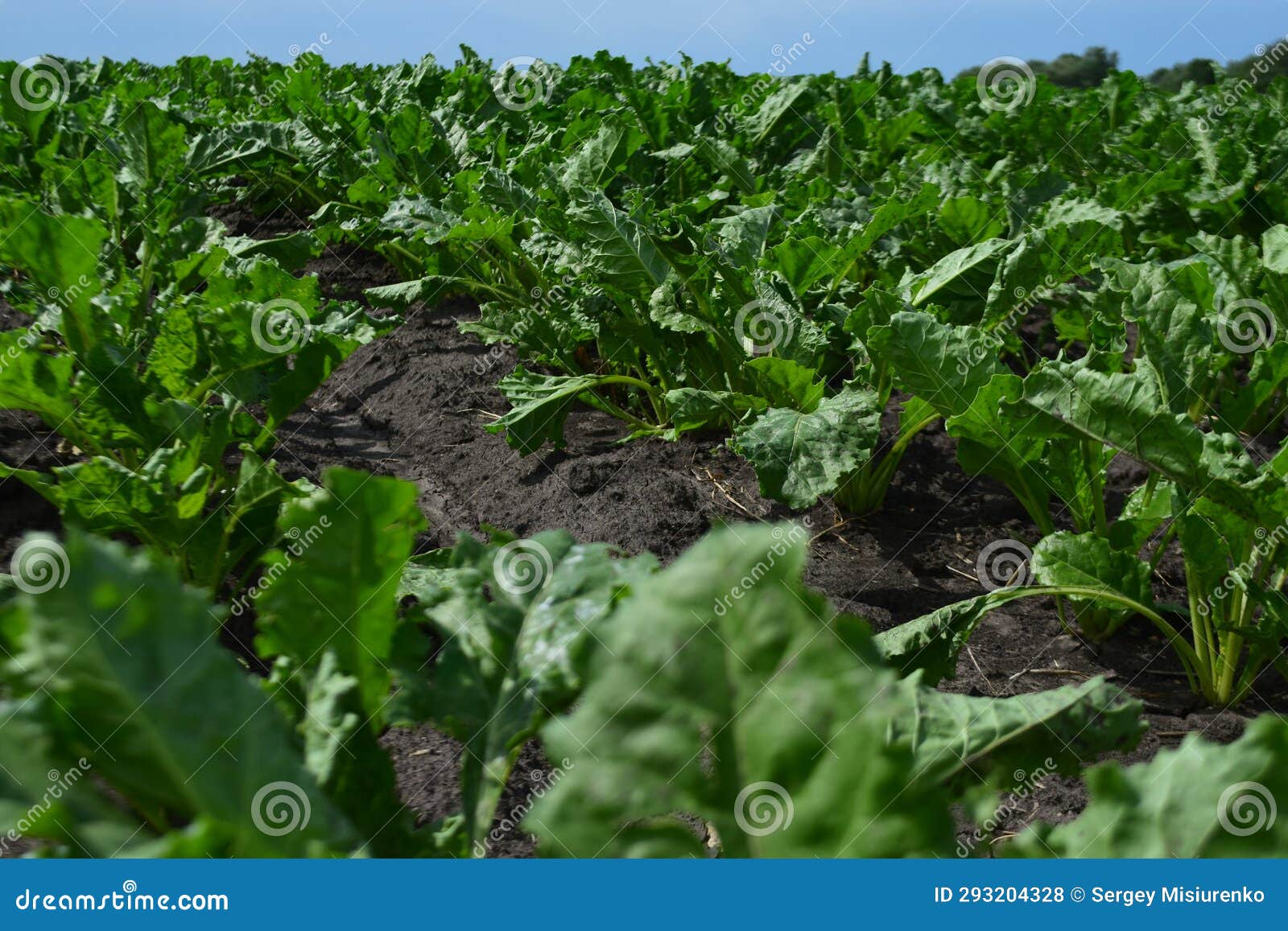Sugar Beet Crops Gain Strength, Beauty, Green Mass Stock Photo - Image ...