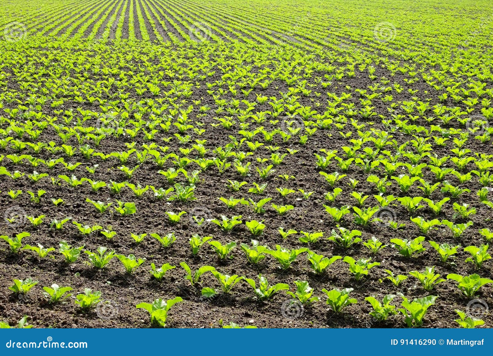 Sugar Beet Cultivation Spring Season Bright Green Leaves Stock Photo ...