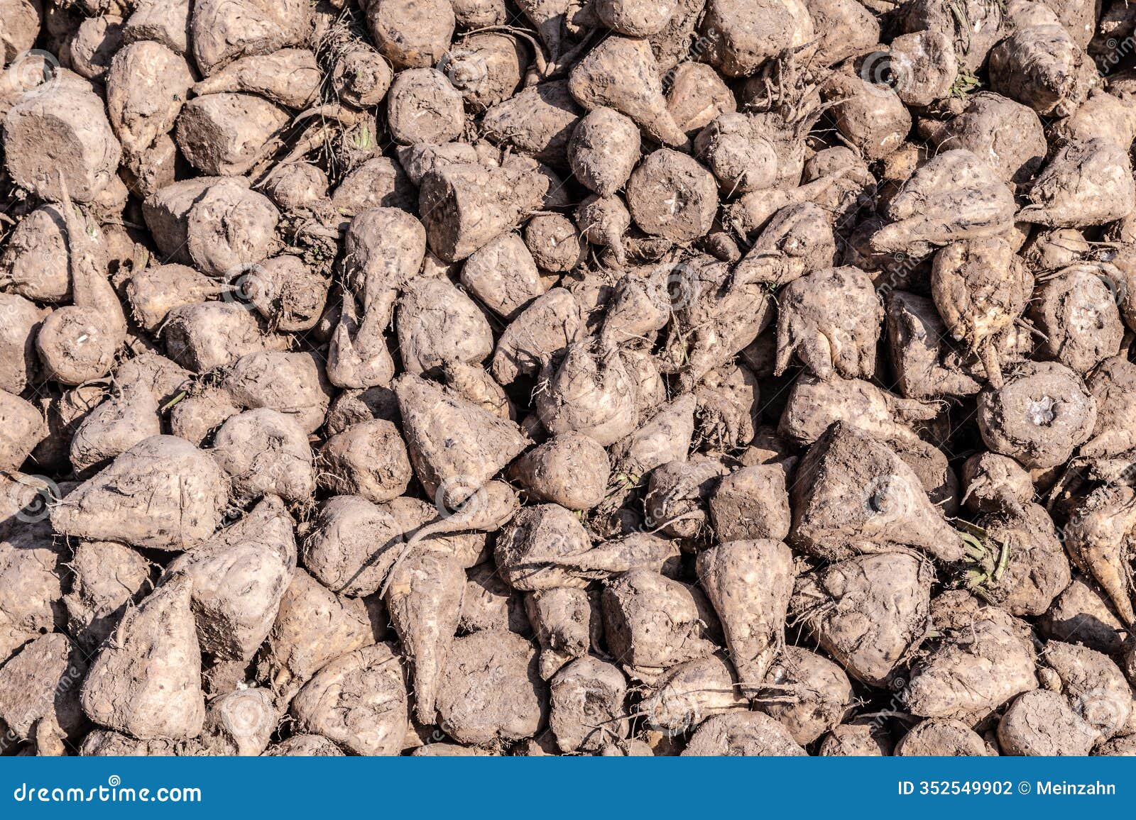 Sugar beet in detail stock photo. Image of earth, food - 352549902