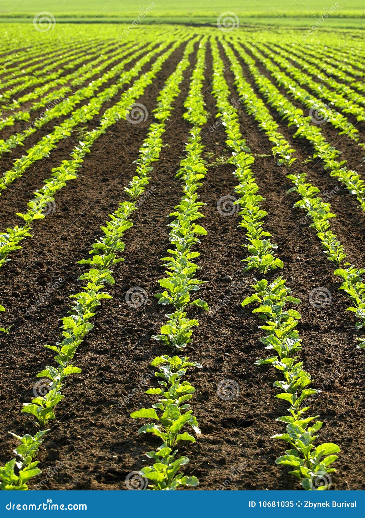 Sugar beet field stock image. Image of scenics, farm - 10681035