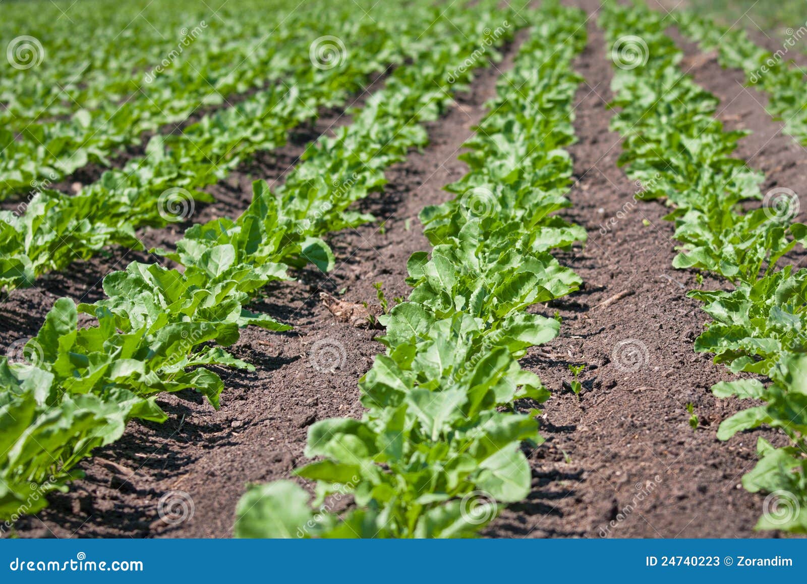 Sugar beet field stock image. Image of field, green, sugar - 24740223