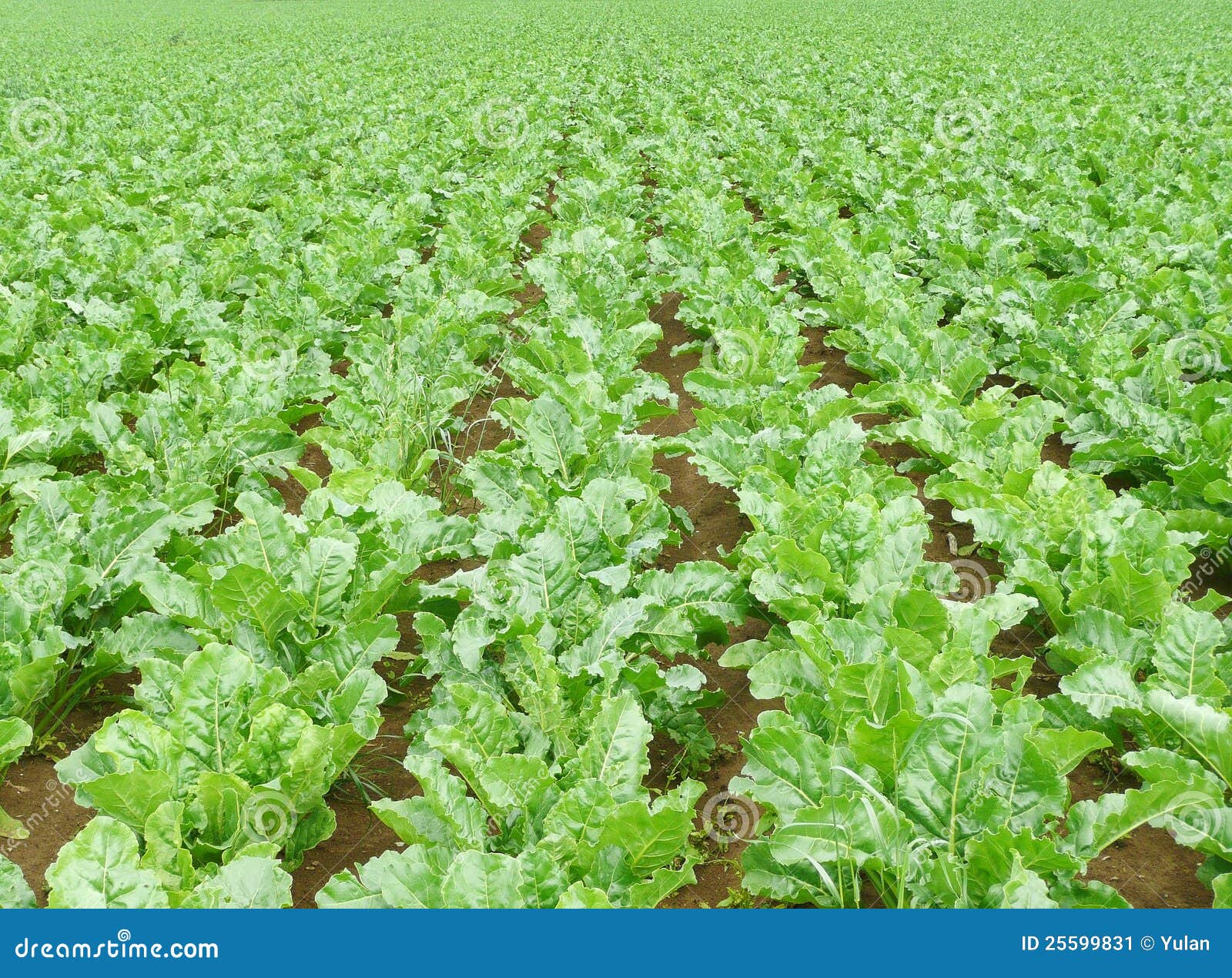 Sugar beet field stock image. Image of beet, organic - 25599831