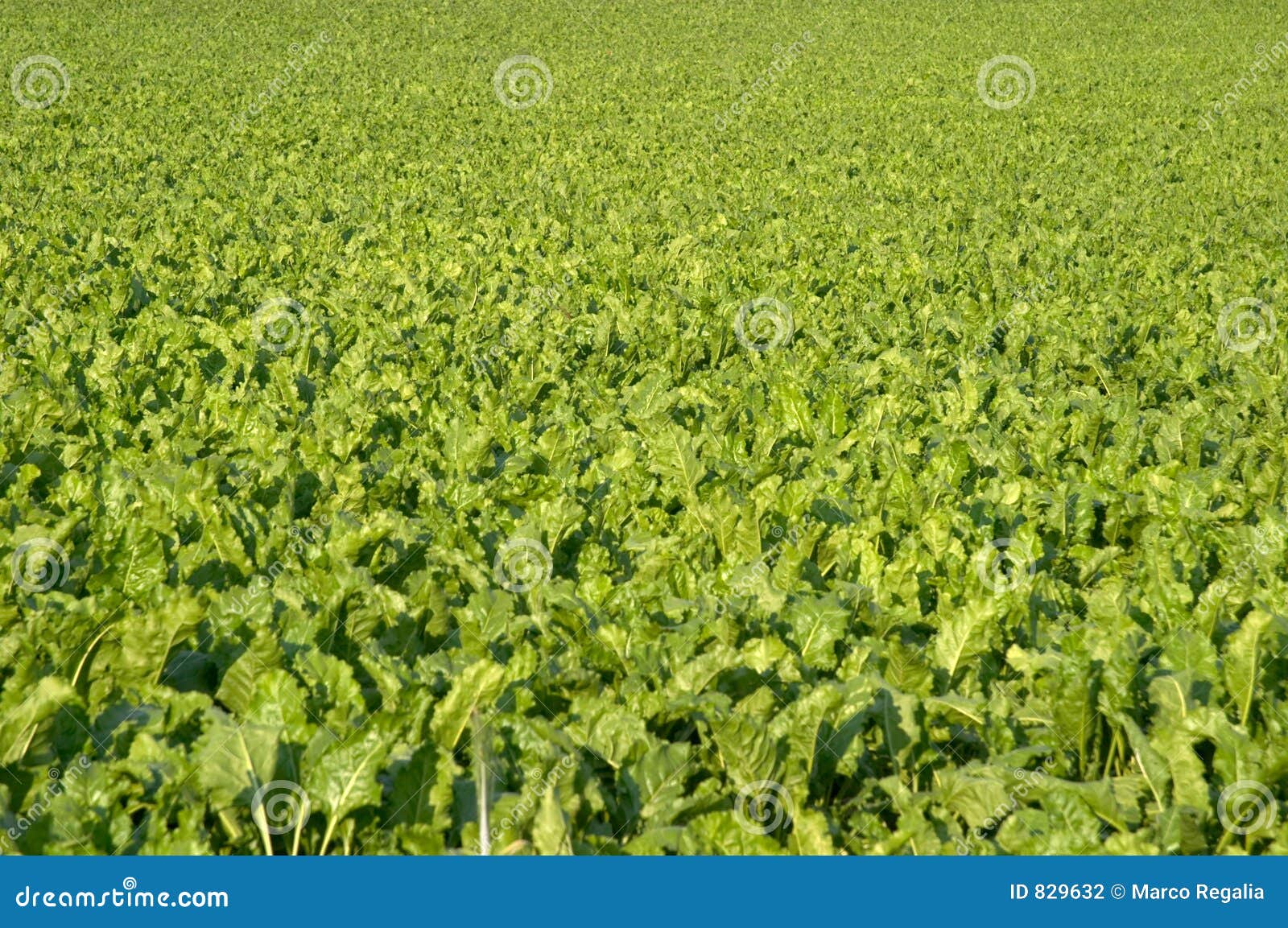 Sugar beet field stock photo. Image of product, agricultural - 829632
