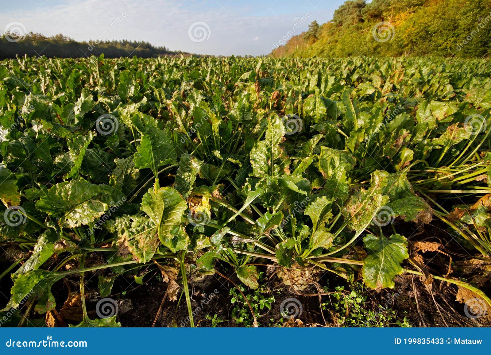 Sugar beet field stock image. Image of forest, beta - 199835433