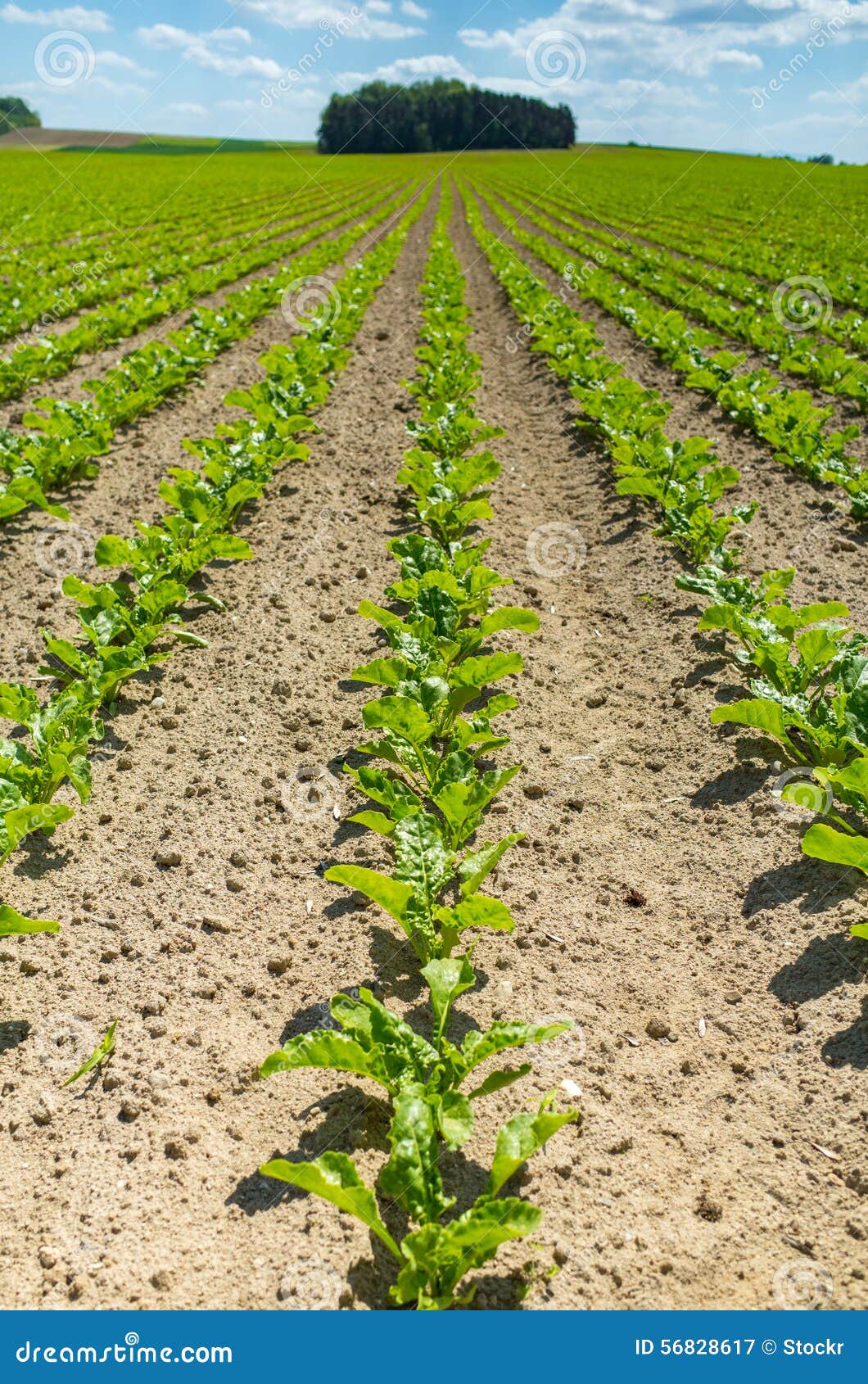 Sugar beet field stock image. Image of backgrounds, background - 56828617