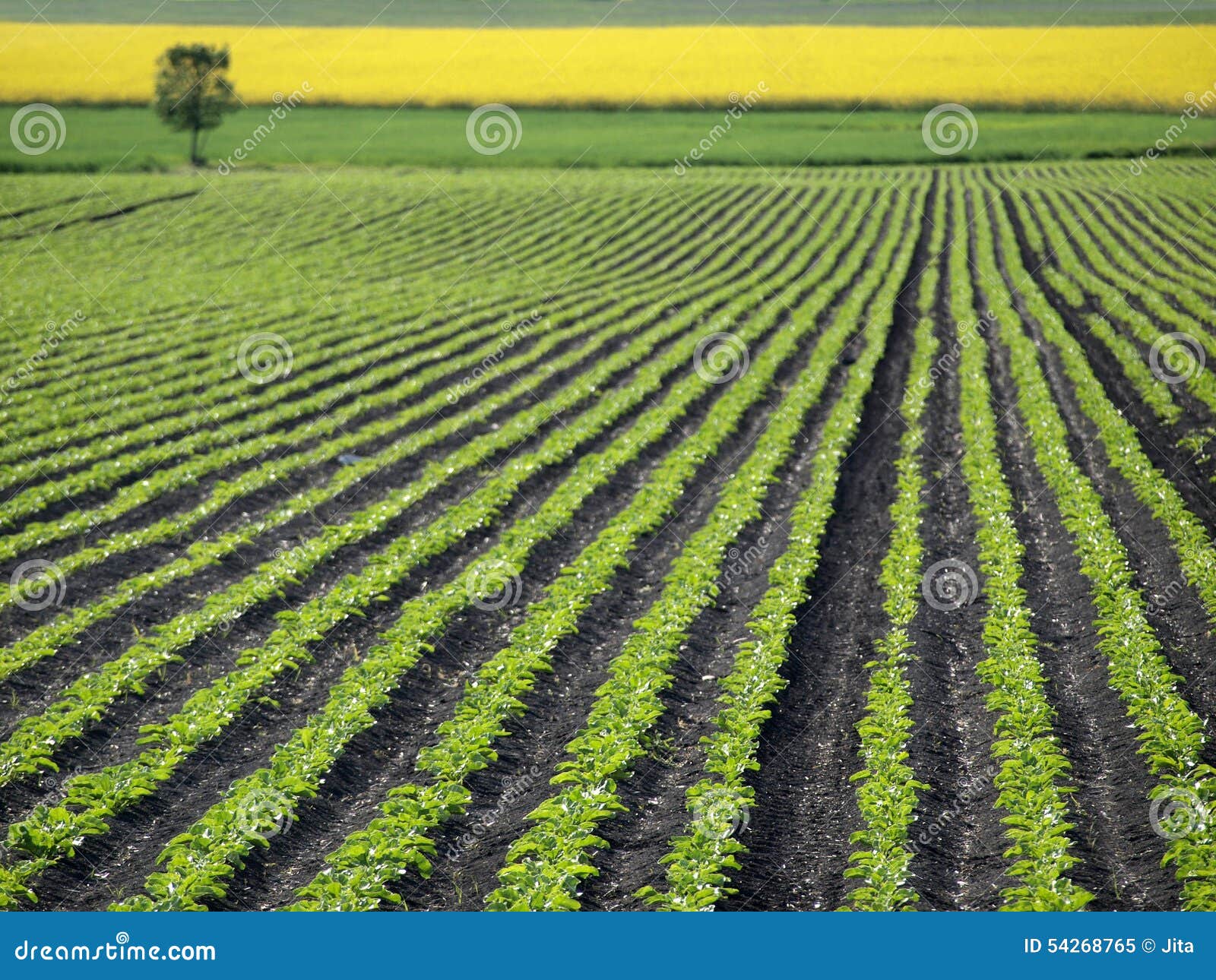 Sugar Beet Field stock image. Image of fertilizer, country - 54268765