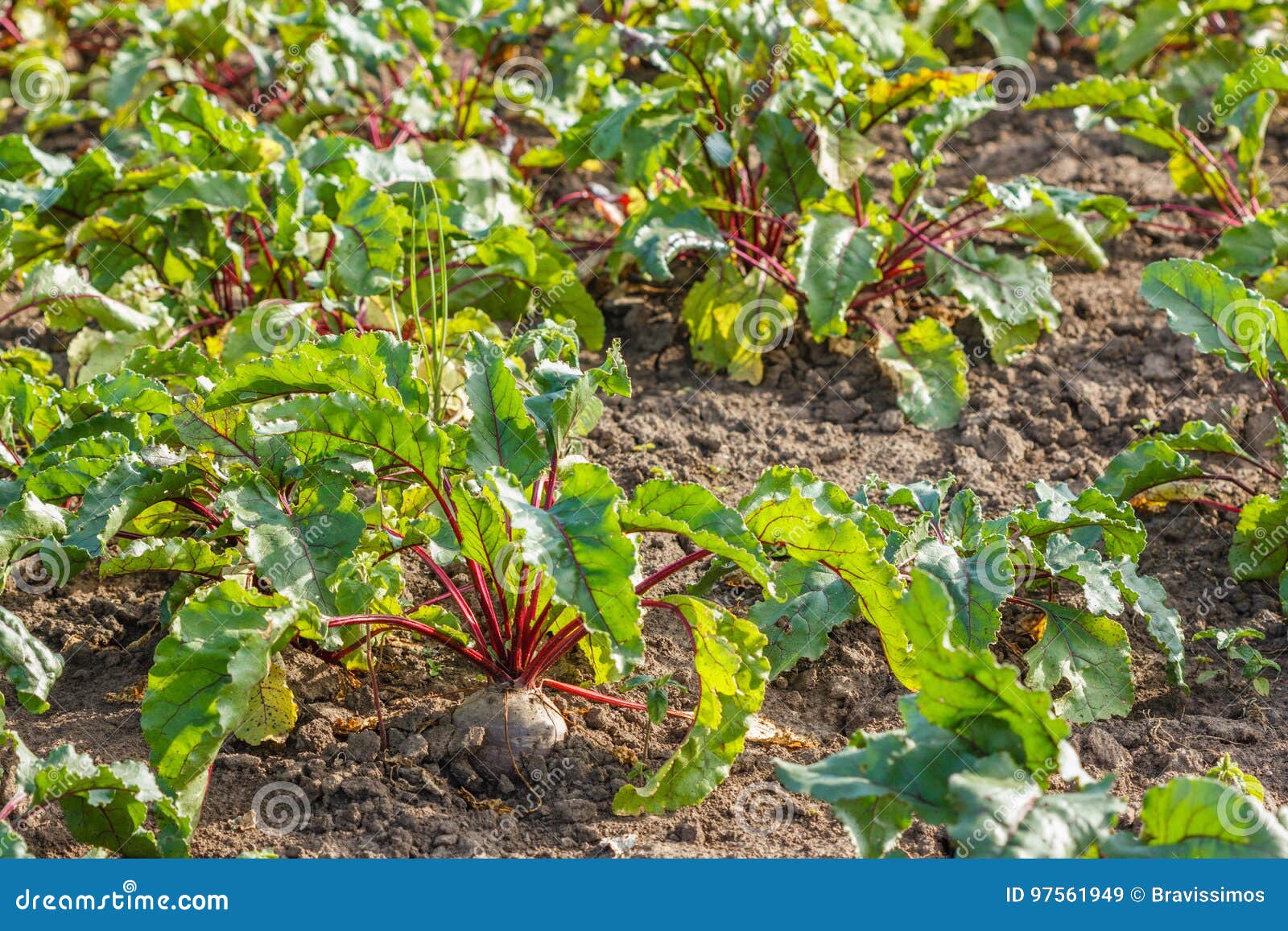 Sugar Beet in a Field. Rural Scene. Crop and Farming Stock Image ...