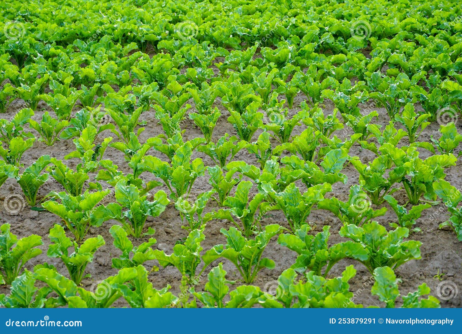 Sugar beet field stock image. Image of sugarbeet, growth - 253879291
