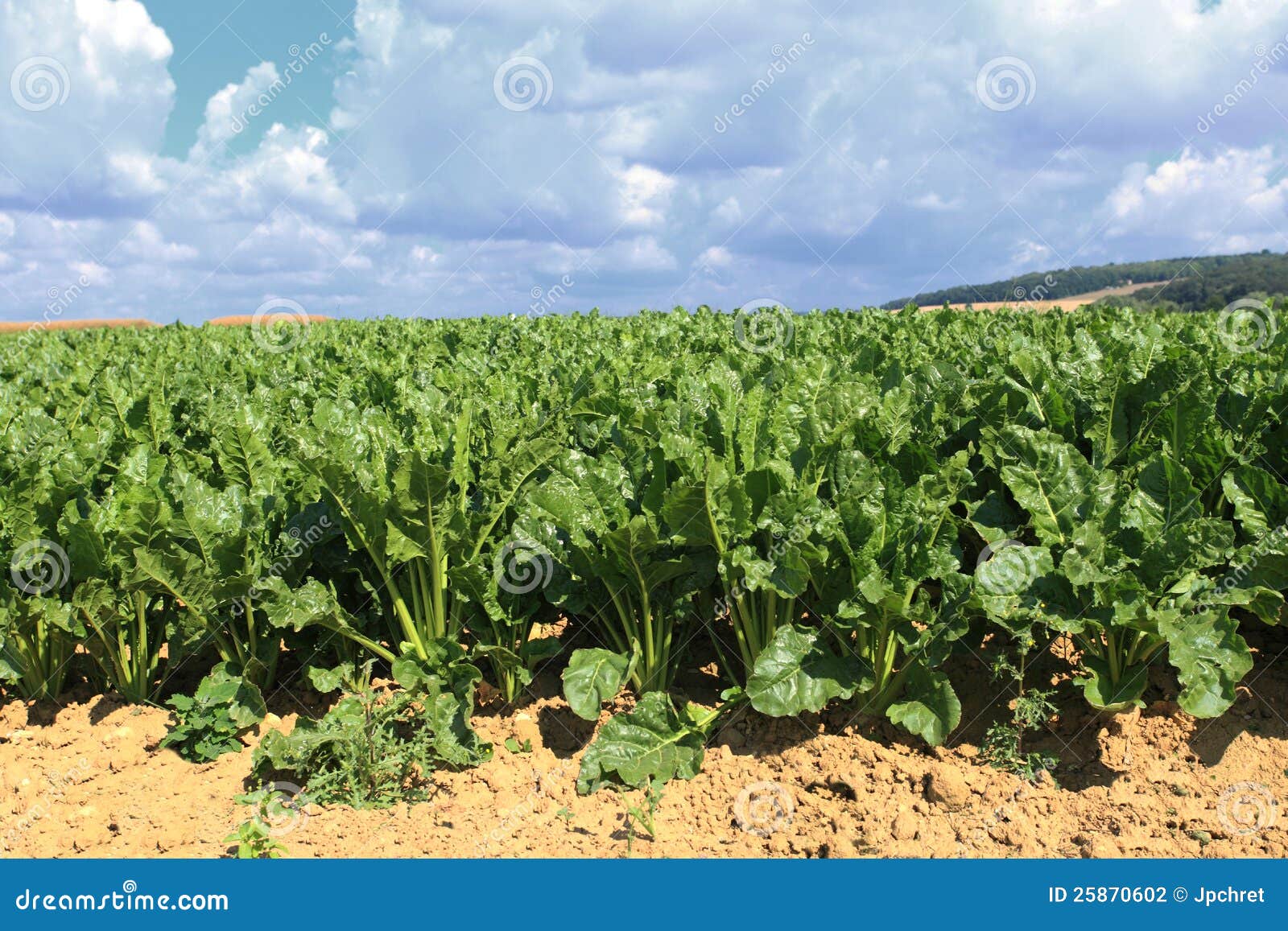 Sugar Beet Fields in the Summer Sun Stock Photo - Image of harvest ...